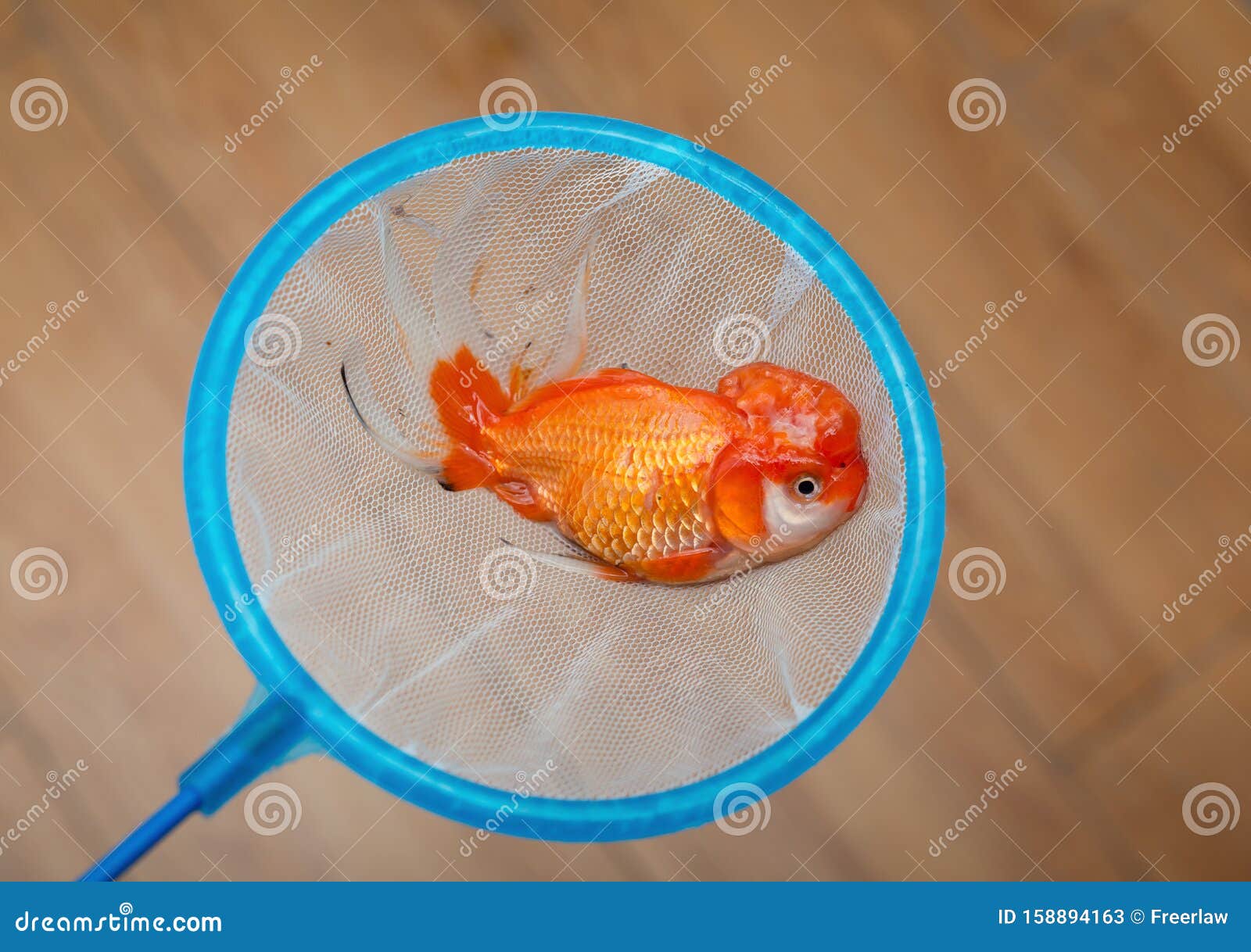 Fish Due To Suffocation And Lack Of Oxygen Coming To Water Surface For ...