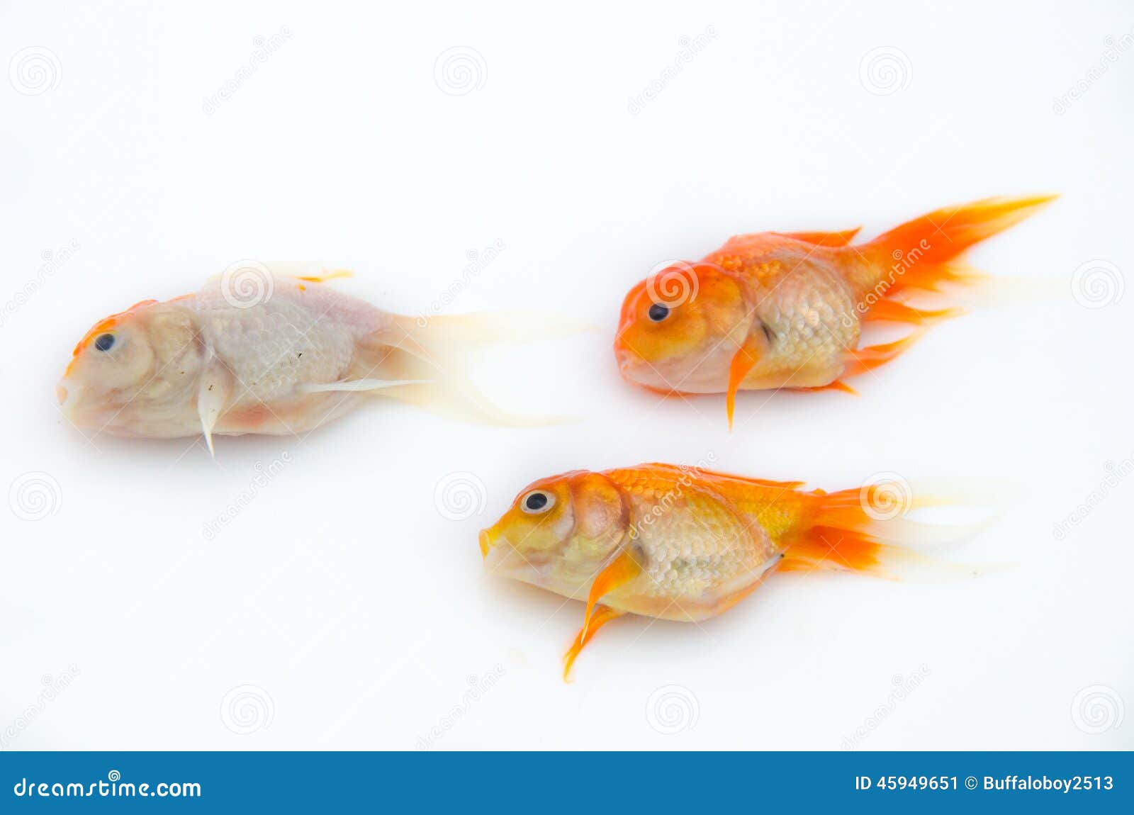 Dead gold fish stock image. Image of aquarium, nature - 45949651