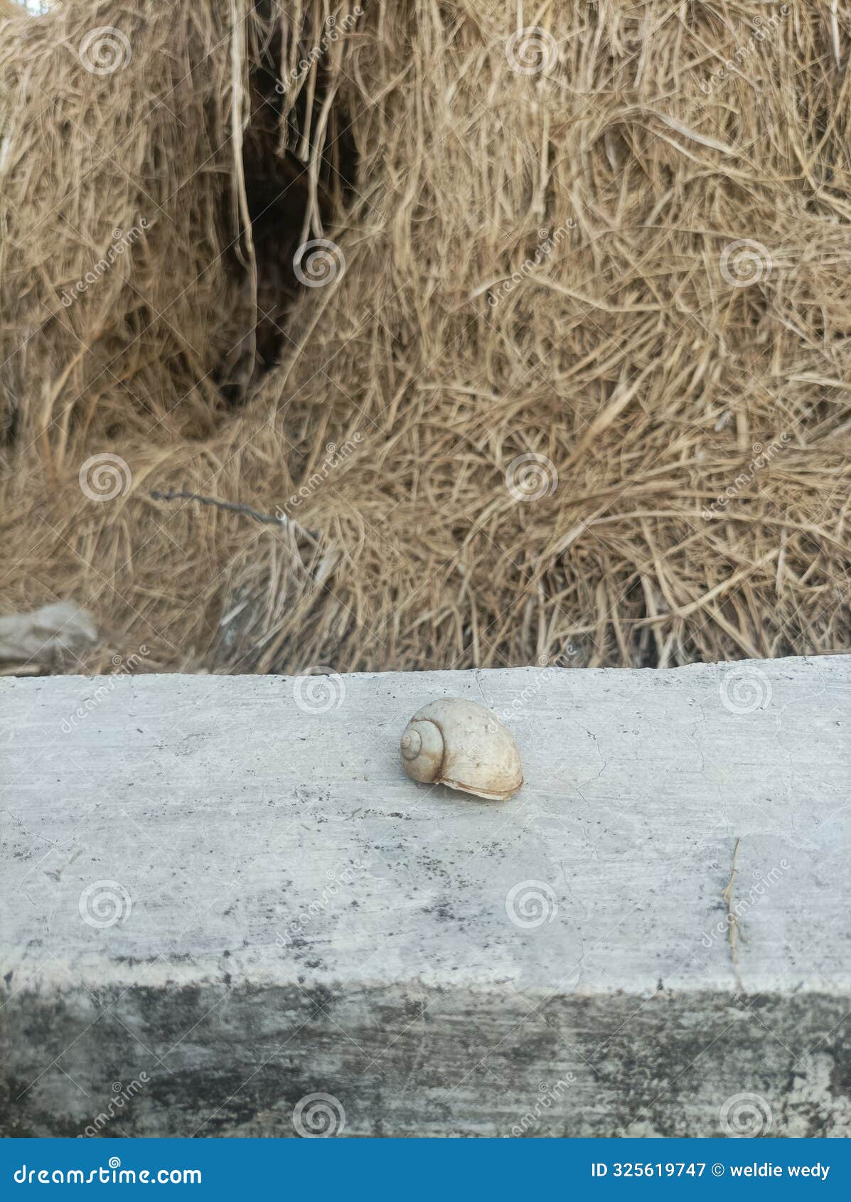 Dead golden snail shell stock image. Image of shell - 325619747