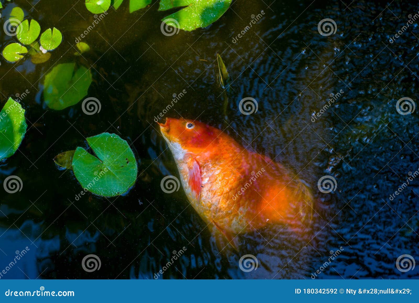 Dead goldfish stock photo. Image of floating, polluted - 180342592