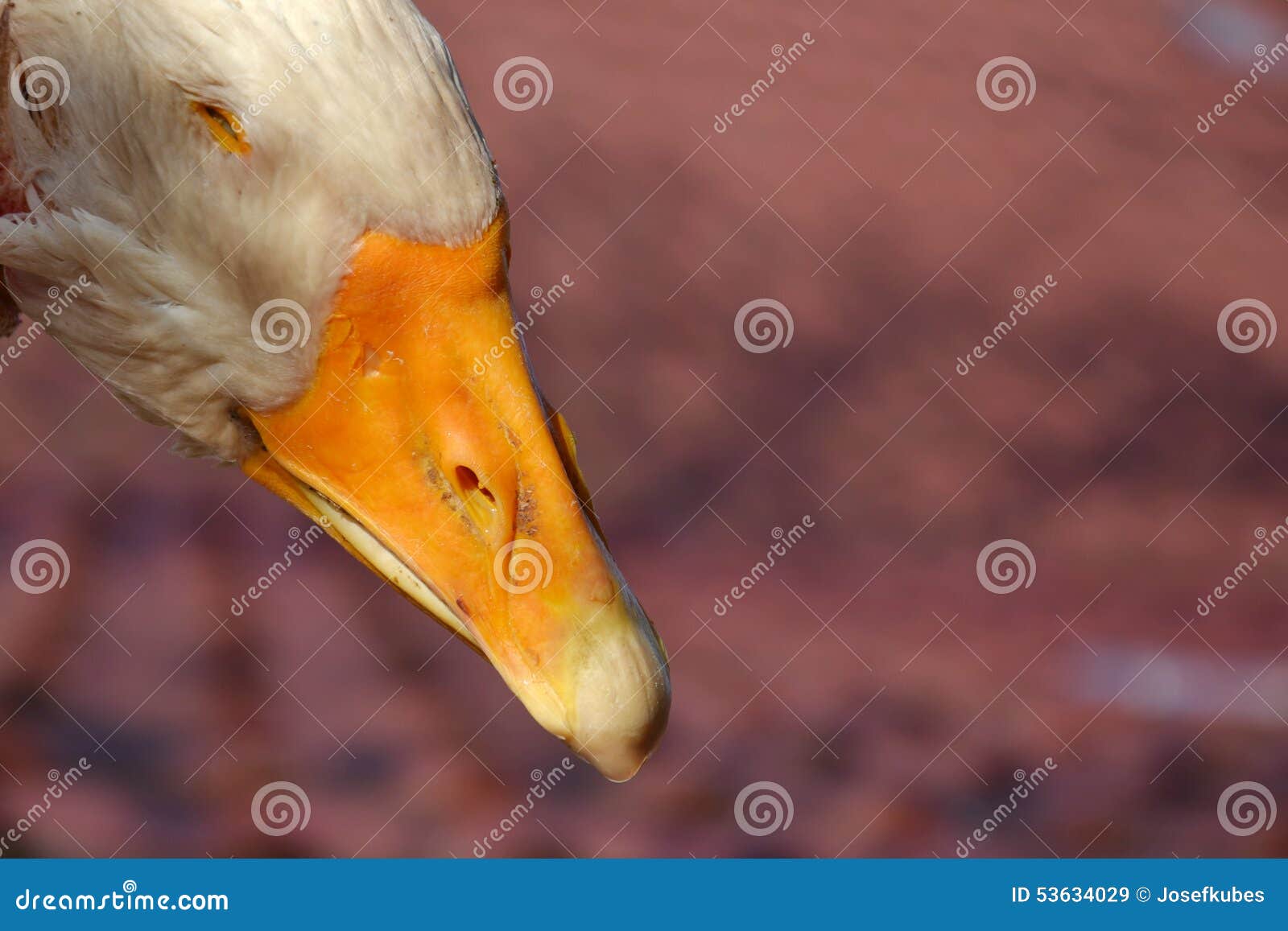 Dead goose stock image. Image of close, food, chicken - 53634029