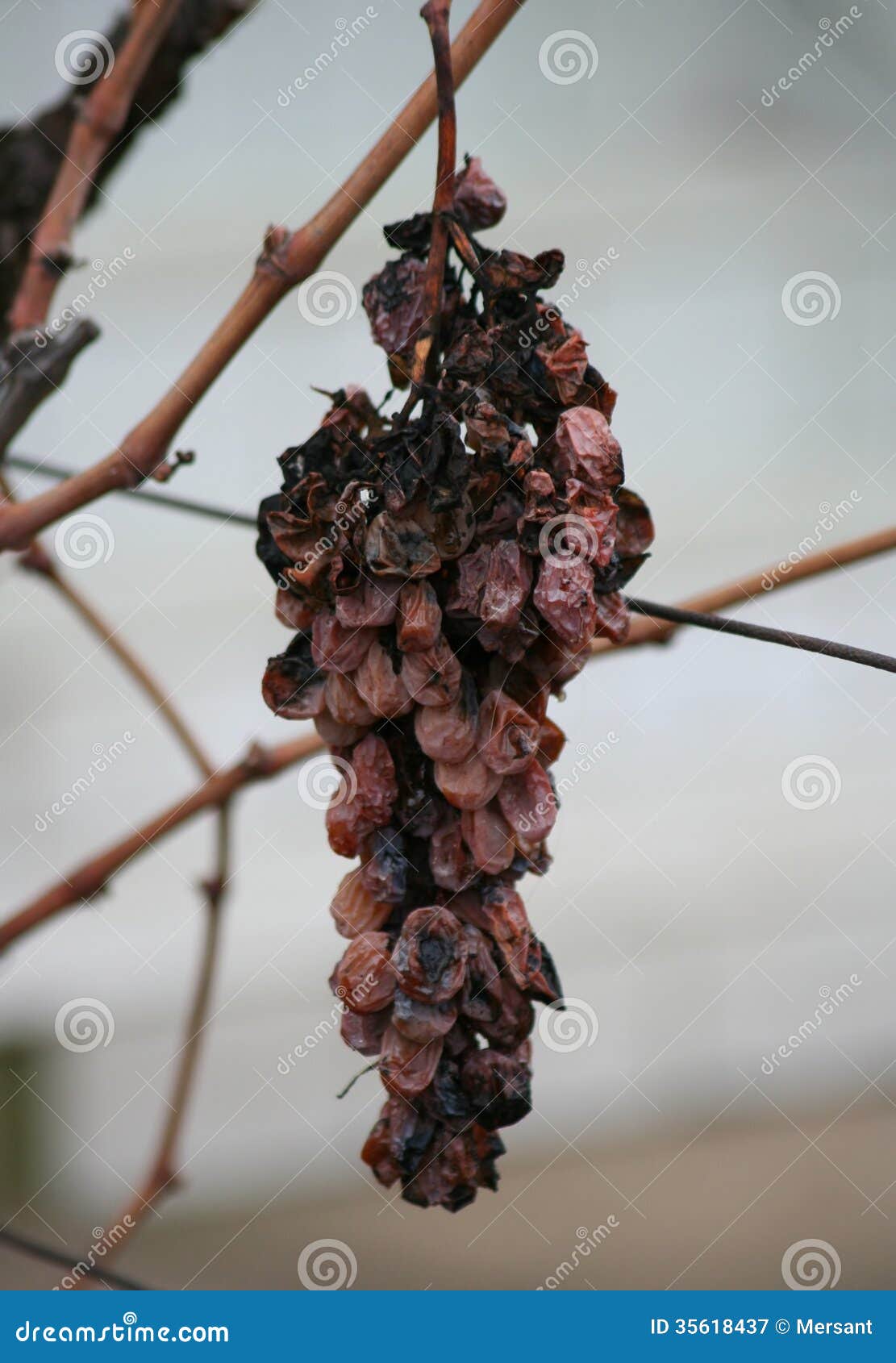 Dead grape stock image. Image of wine, grapes, grape - 35618437