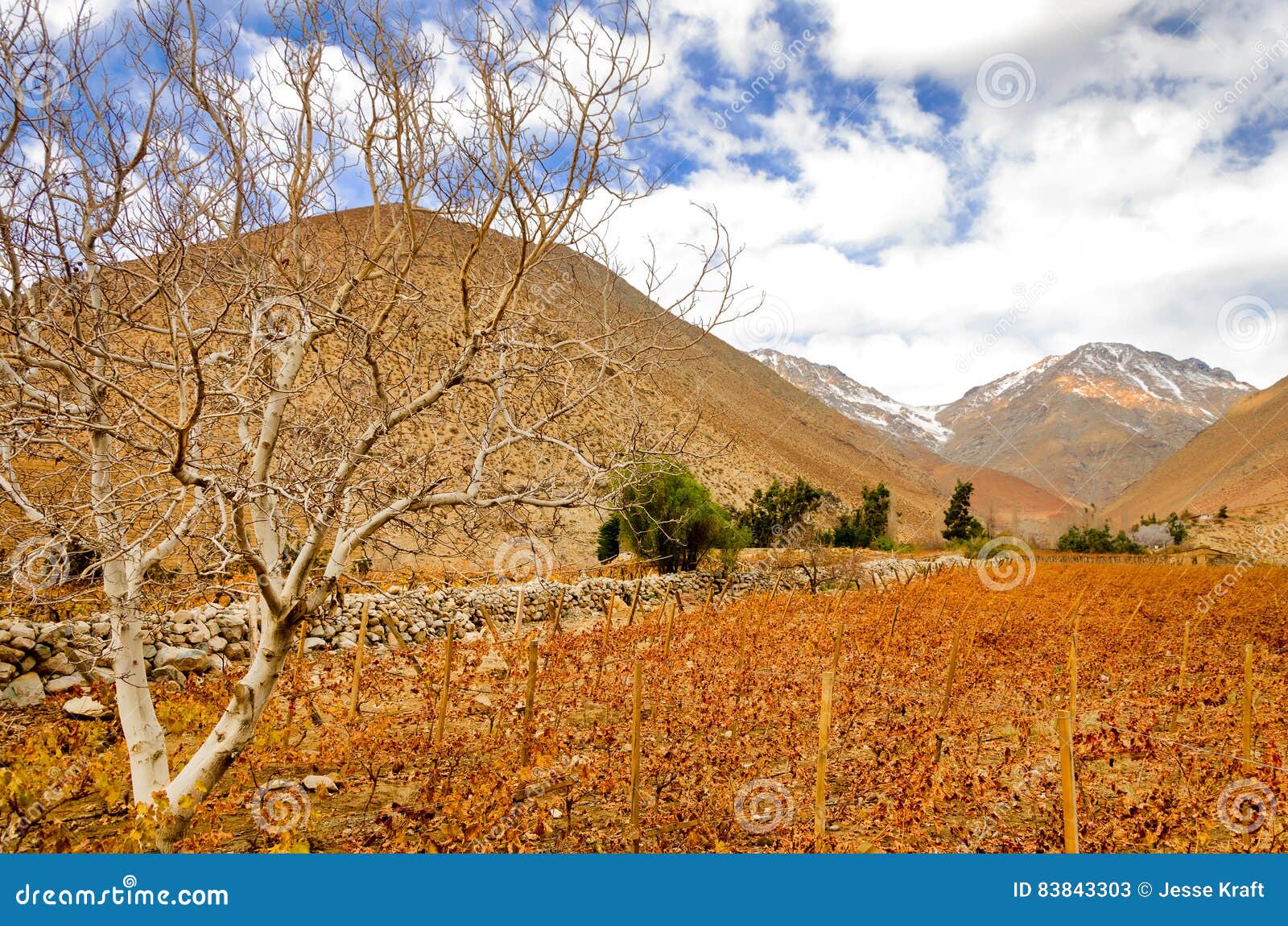 Dead Grape Vines stock image. Image of countryside, industry - 83843303