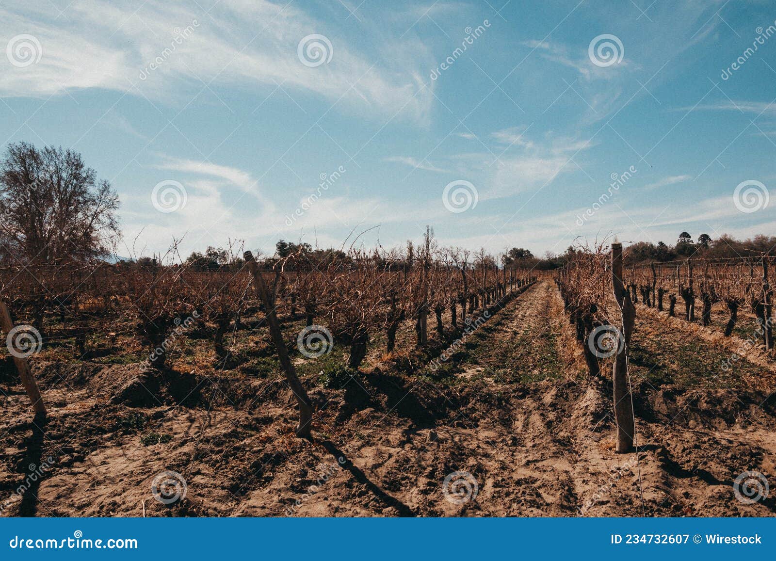 Dead Grapevines in the Vineyard with Mountains on Background Stock ...