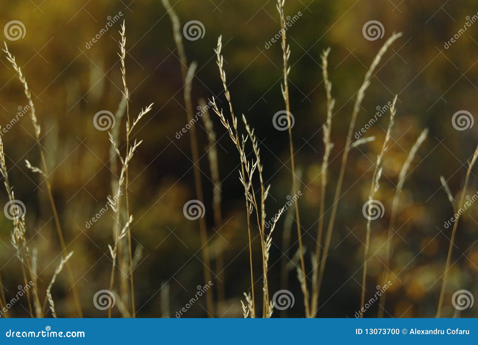 Dead grass stock photo. Image of field, plants, sunny - 13073700