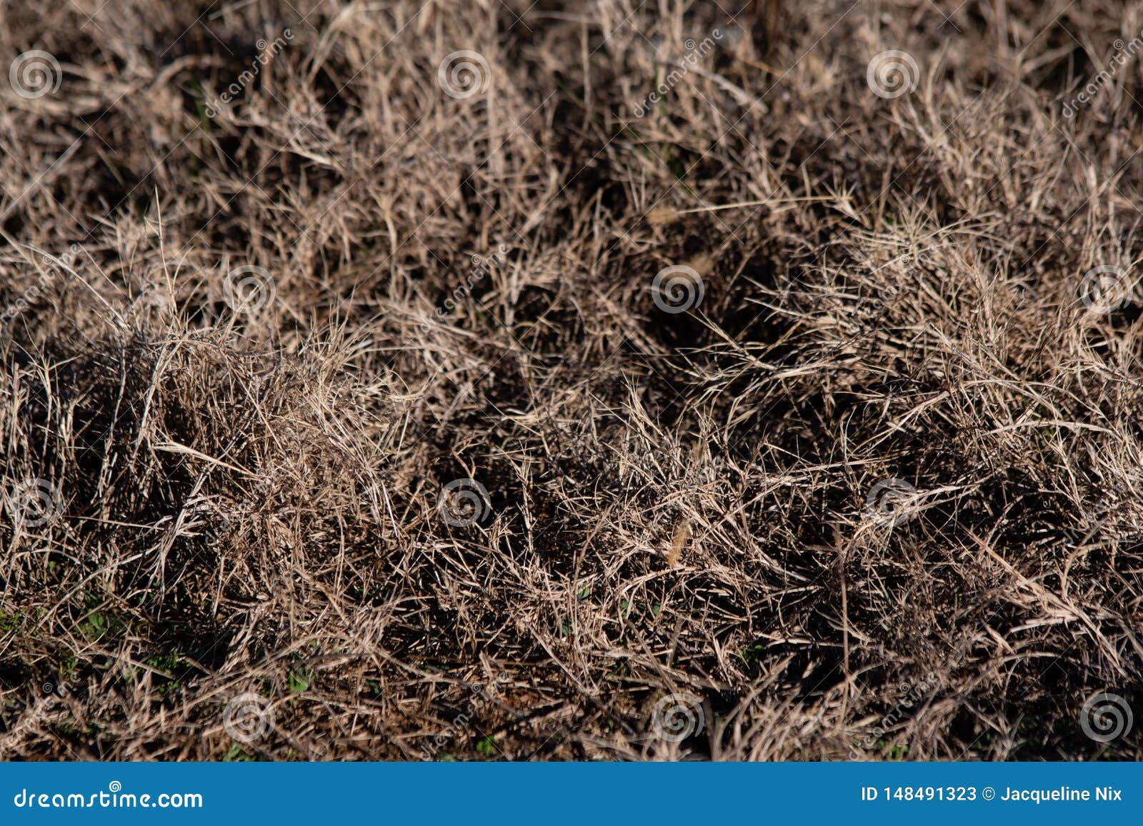 Dead Grass Background Texture Stock Image - Image of dormant, natural ...