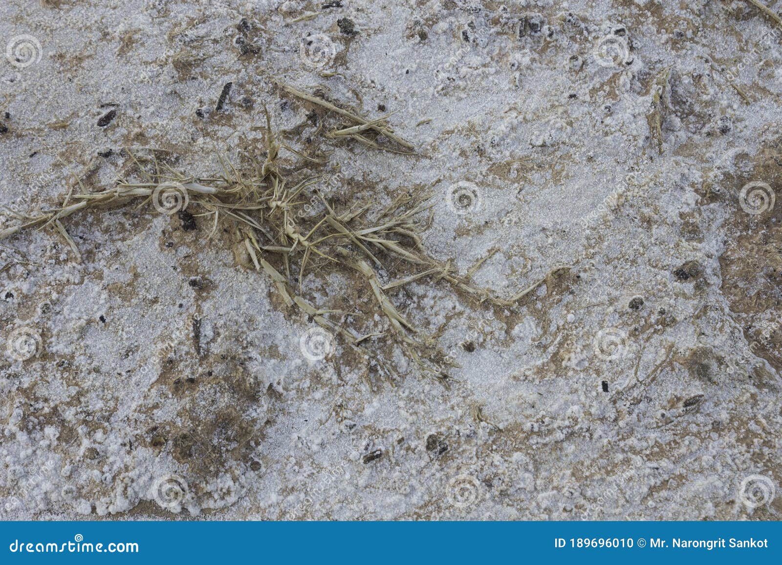 Dead grass stock photo. Image of nature, ground, field - 189696010