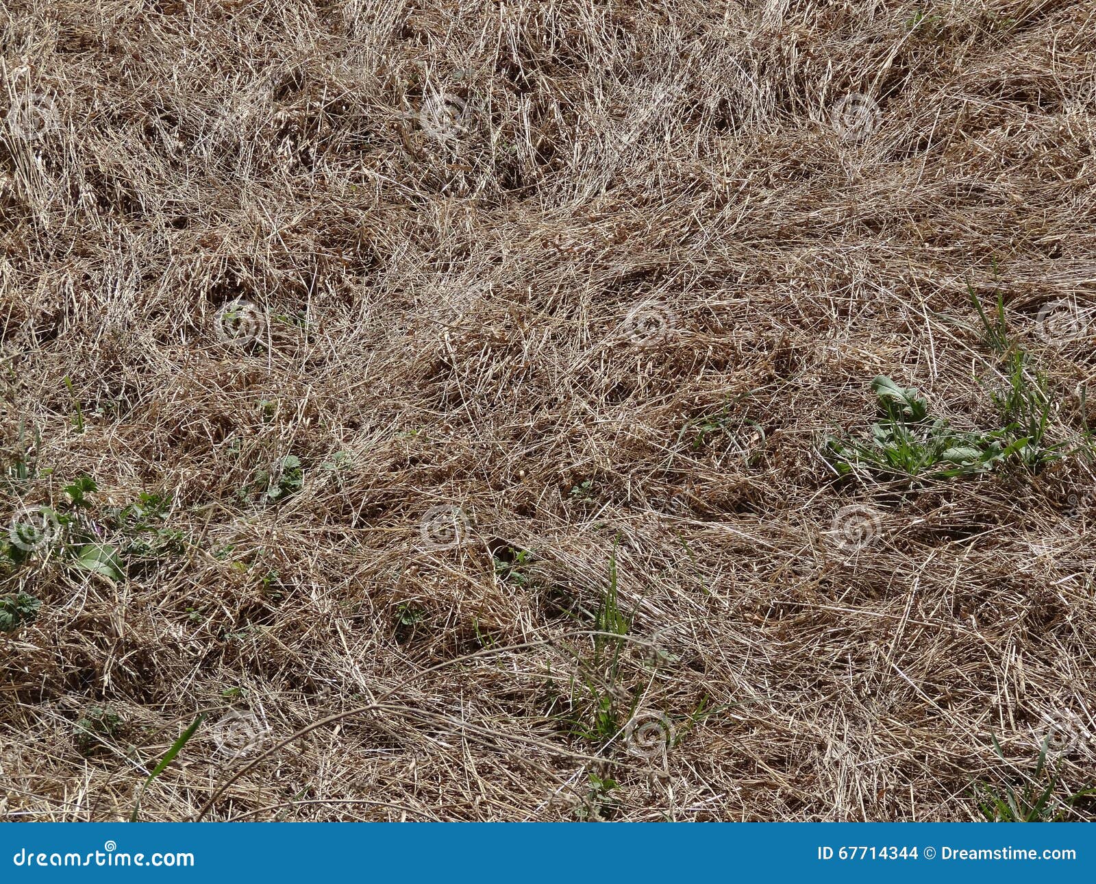 Dead grass stock photo. Image of yellow, brown, background - 67714344