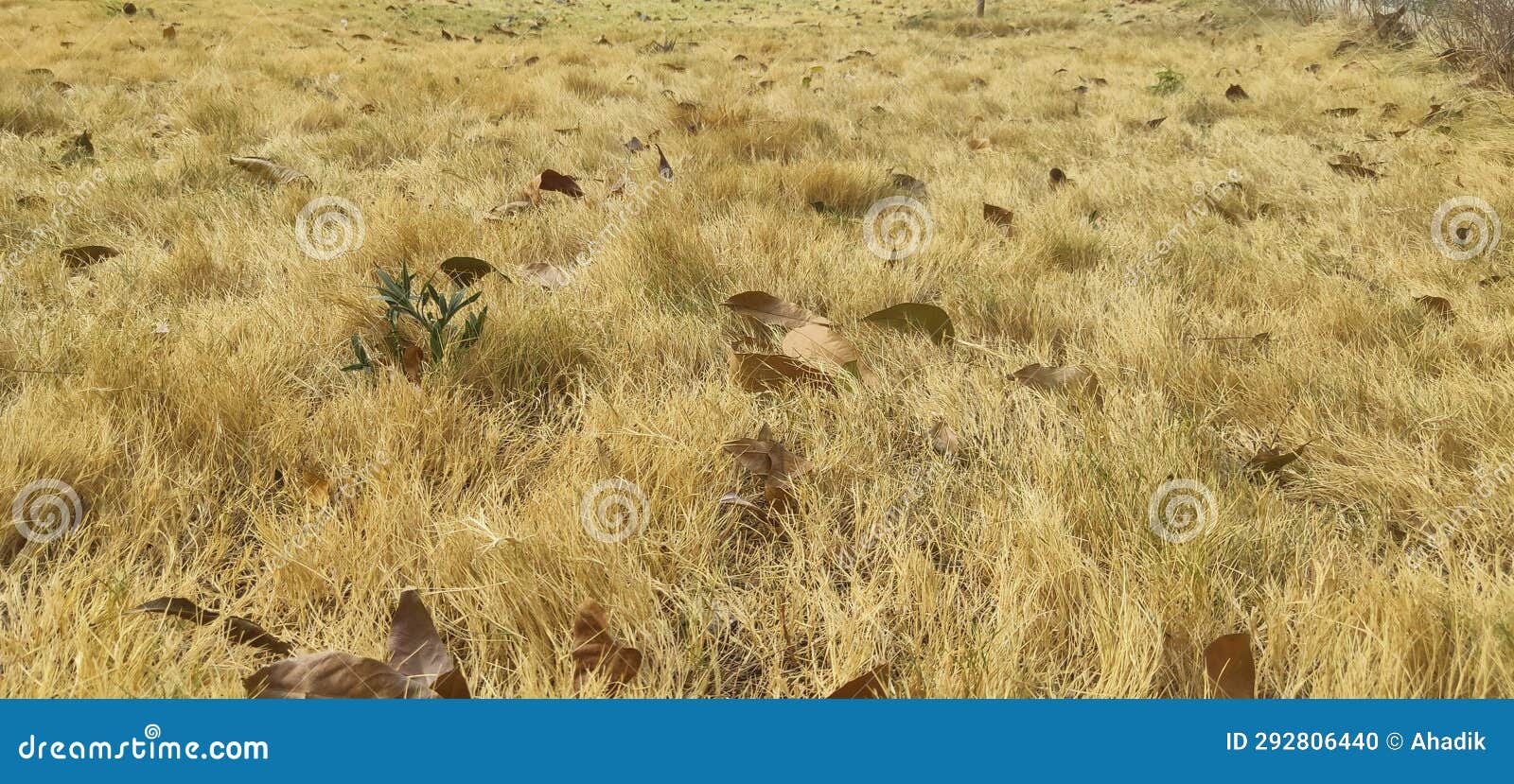 Dead grass land stock photo. Image of lawnd, nature - 292806440