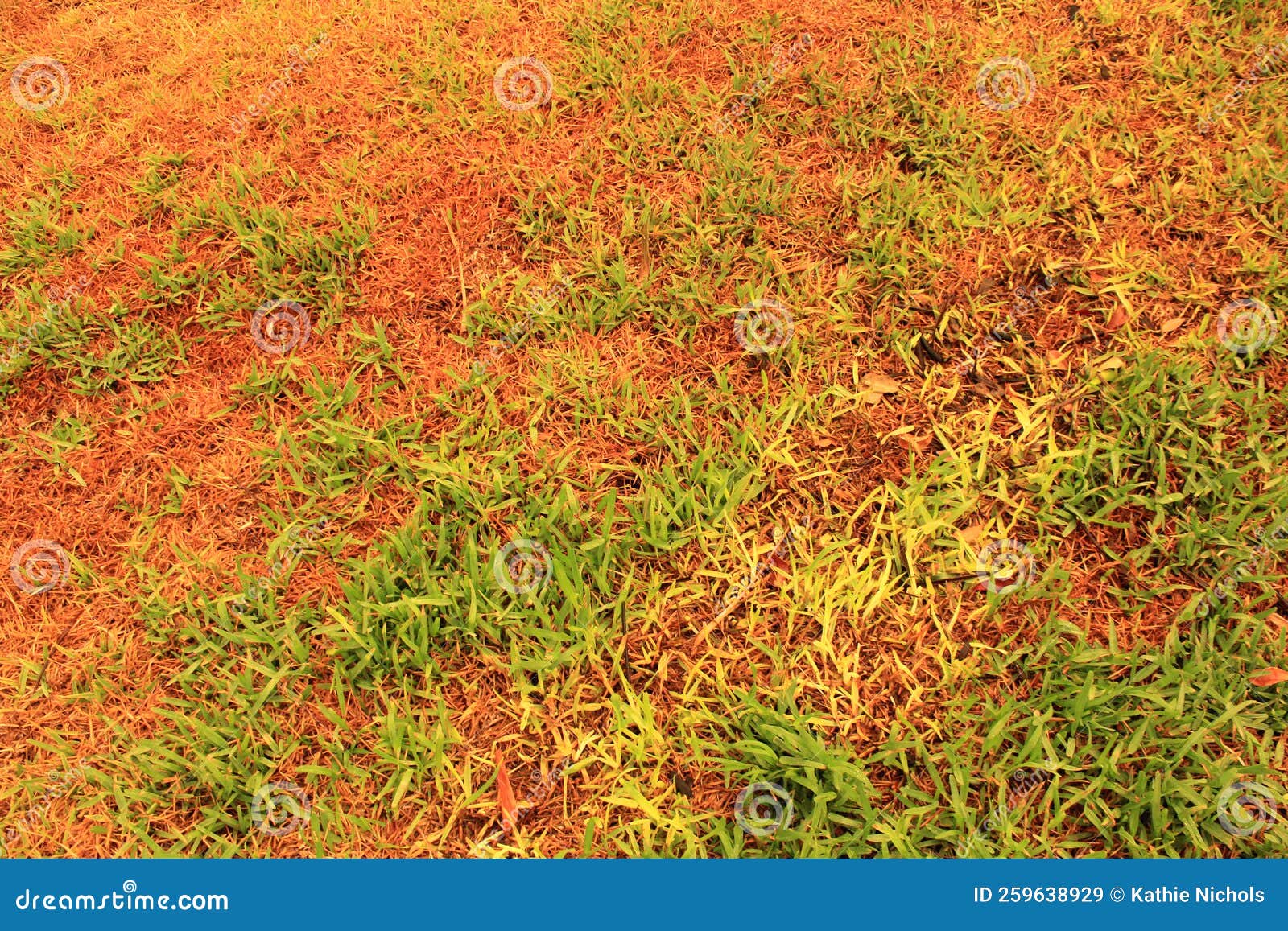 Dead Grass Patches during Drought in Australia Stock Image - Image of ...