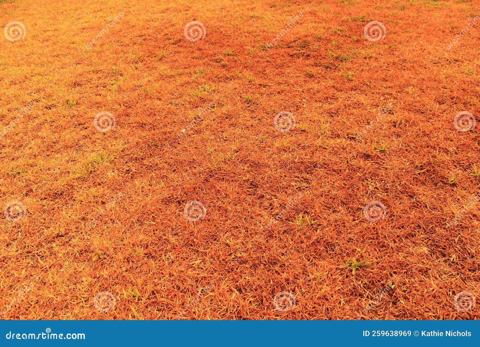 Dead Grass Patches during Drought in Australia Stock Image - Image of ...