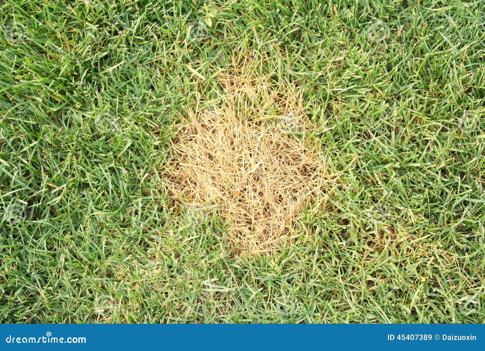 Dead Dry Grass Texture Top View With Dead Dried Up Leaves Stock Photo ...