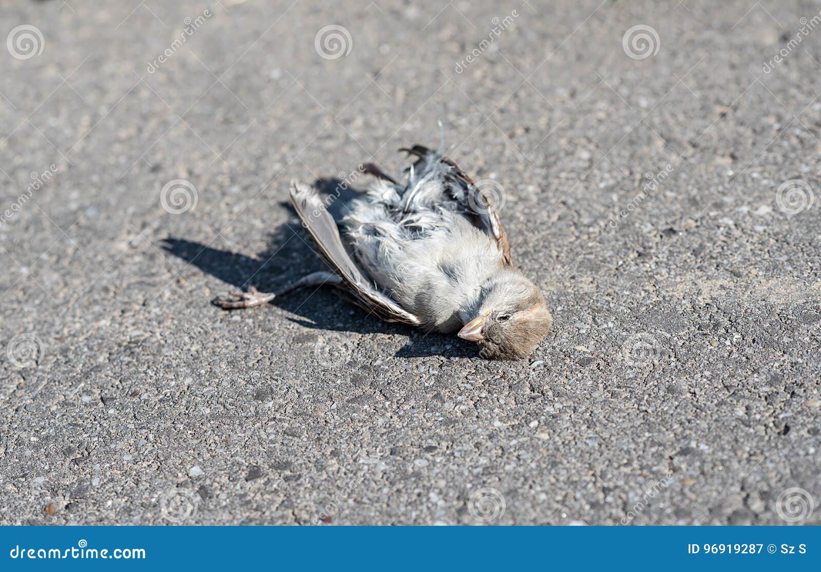 Dead Gray Sparrow on the Floor Stock Image - Image of natural, small ...
