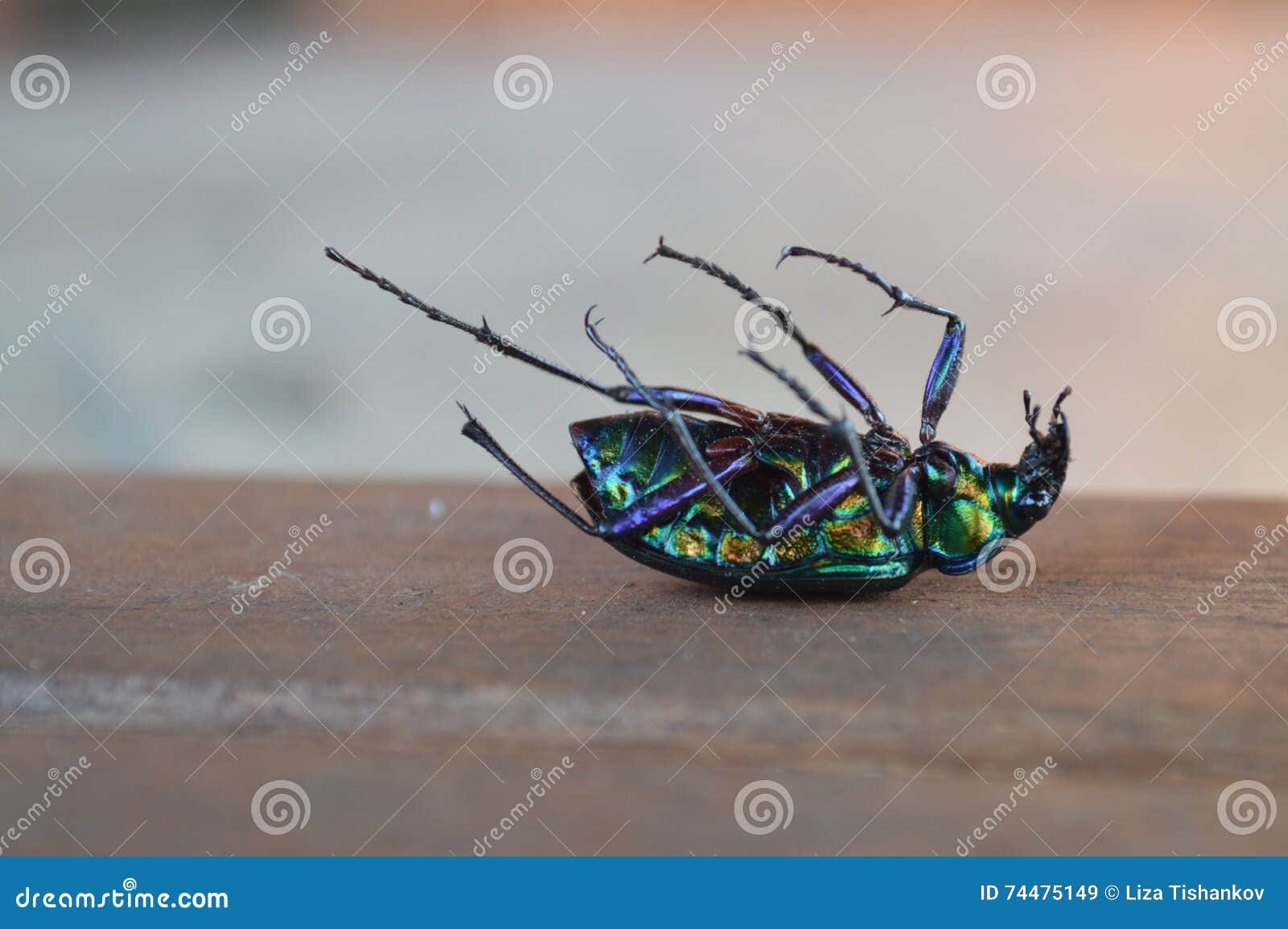 Dead green beetle stock image. Image of board, wooden - 74475149
