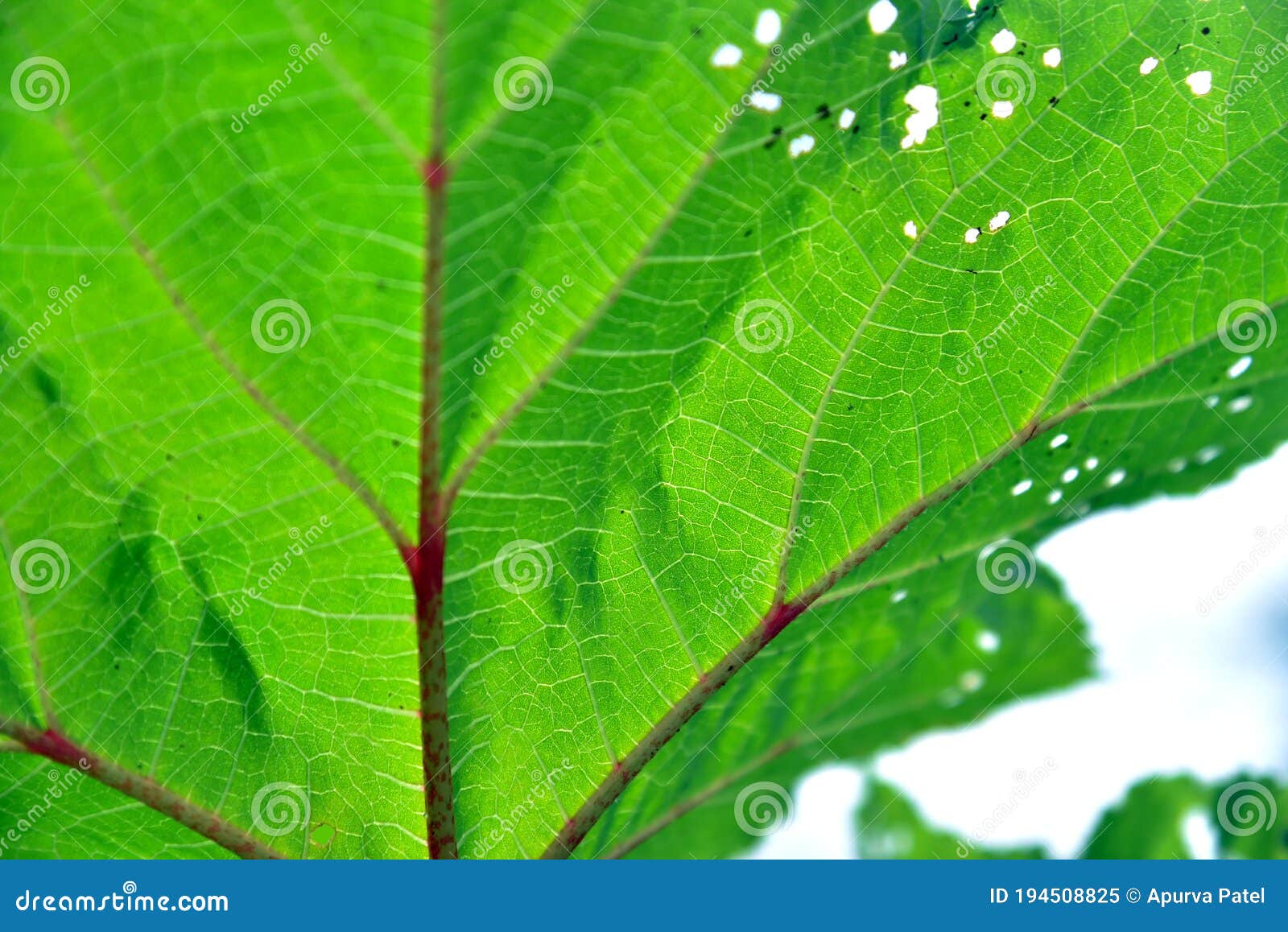 Dead Green Leaf Close Up Background Stock Image - Image of tree, color ...