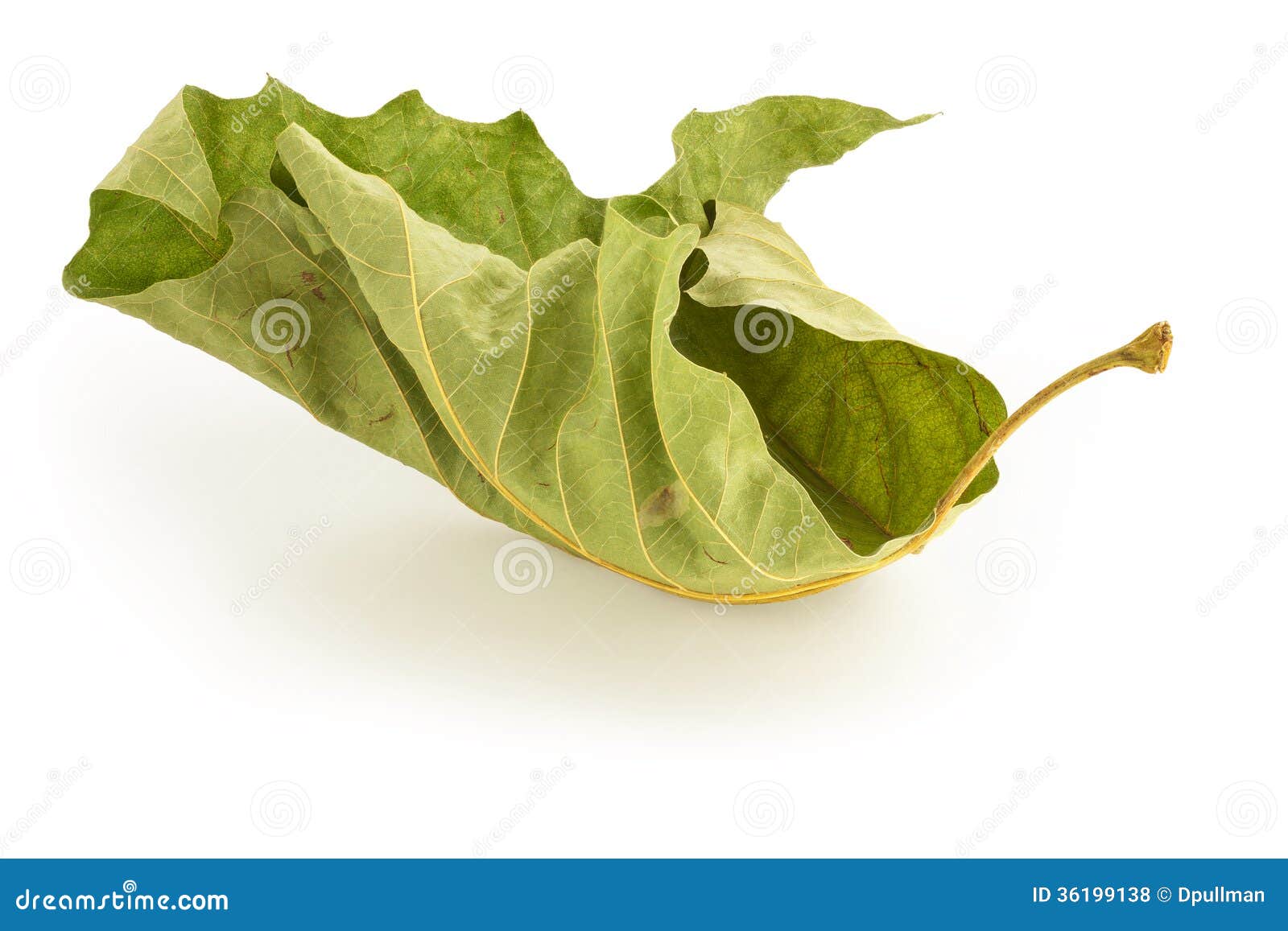 Dead Green Leaf stock photo. Image of crumpled, foliage - 36199138