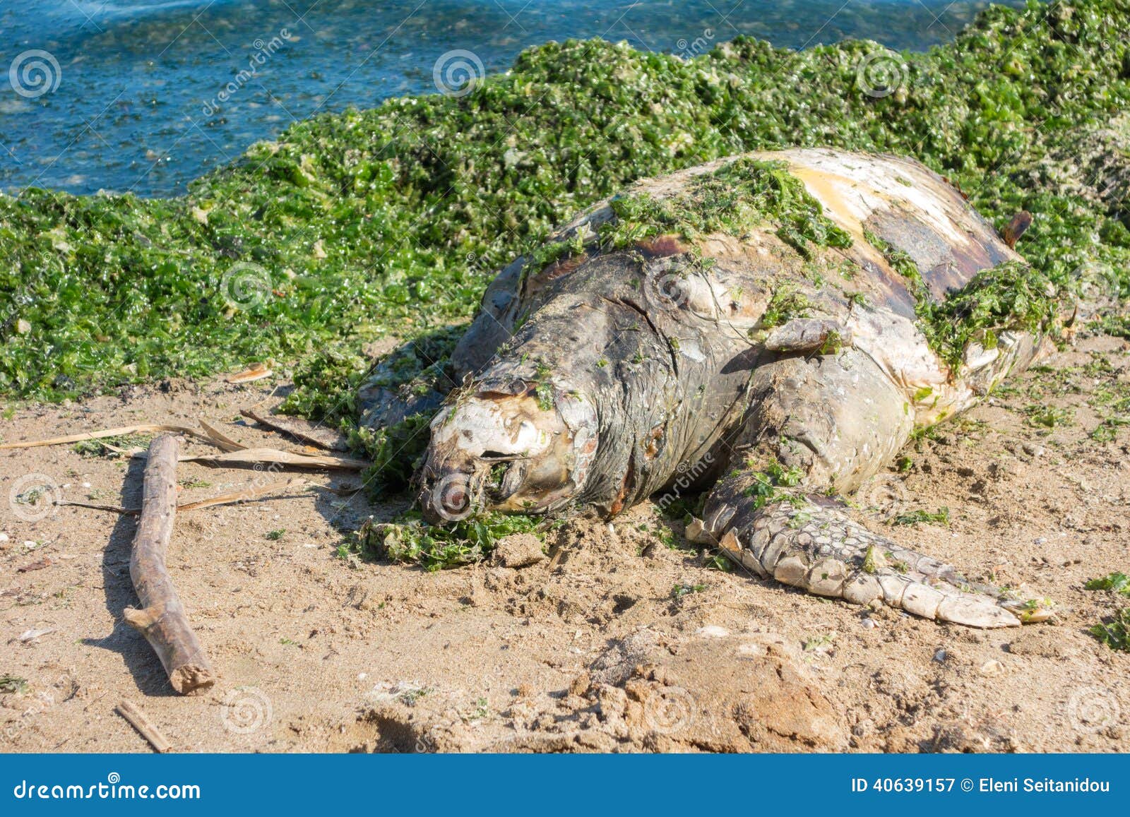 Dead green turtle stock image. Image of chelonia, remains - 40639157