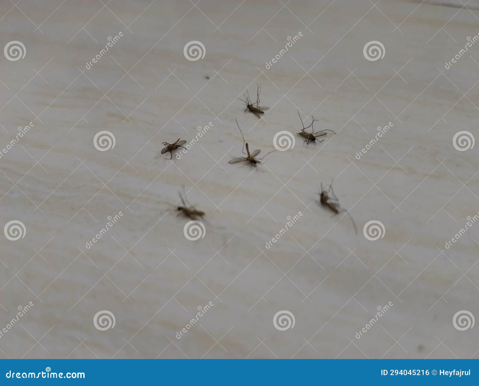 Dead Group of Mosquitoes on the Floor Stock Photo - Image of close ...