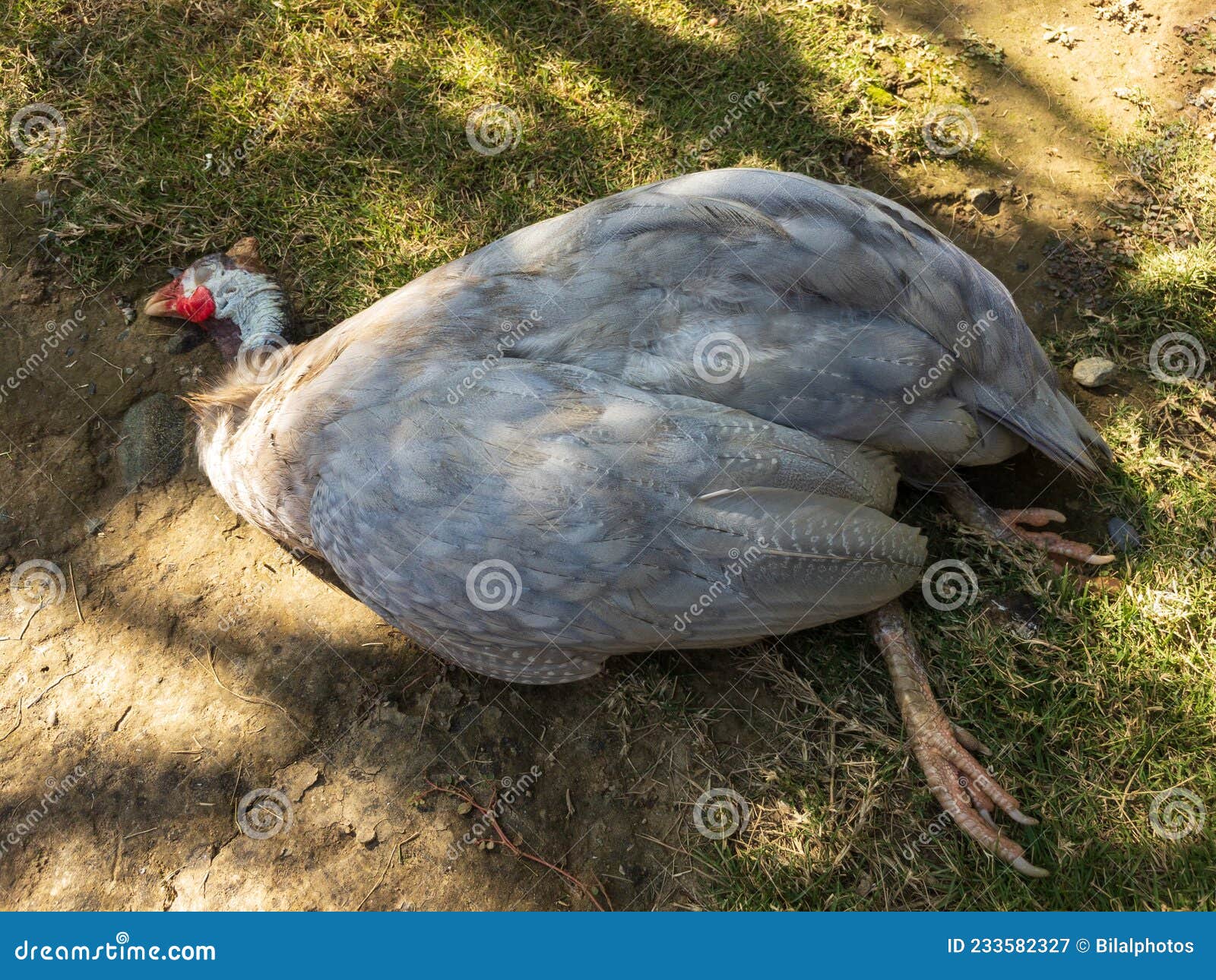 Dead Guinea Fowl Laying on a Ground Stock Image - Image of mammal ...