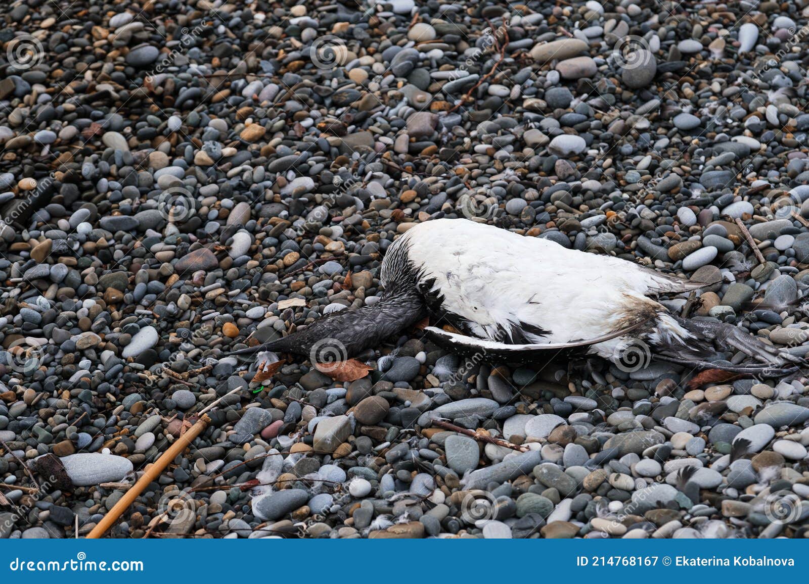 Dead Gull on Beach. the Problem of Environmental Pollution on Global ...