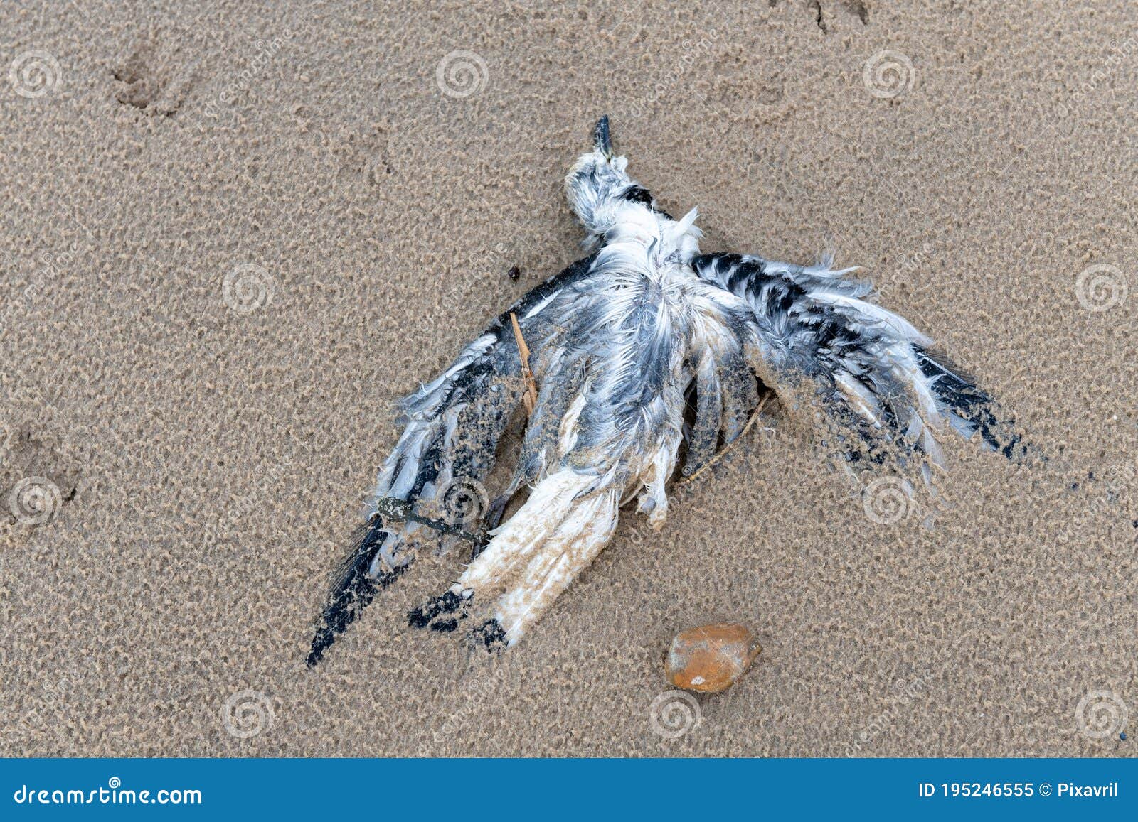 Dead gull on a beach stock image. Image of ecology, white - 195246555