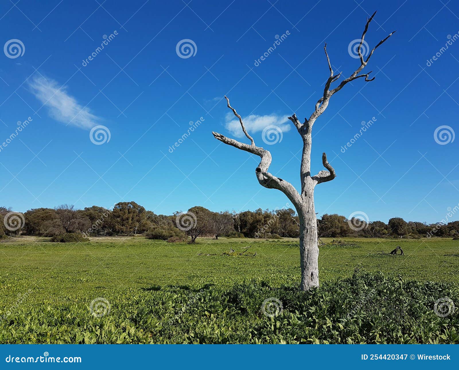 Dead Gum Tree on Grassy Meadow Contrasting Blue Sky Stock Image - Image ...
