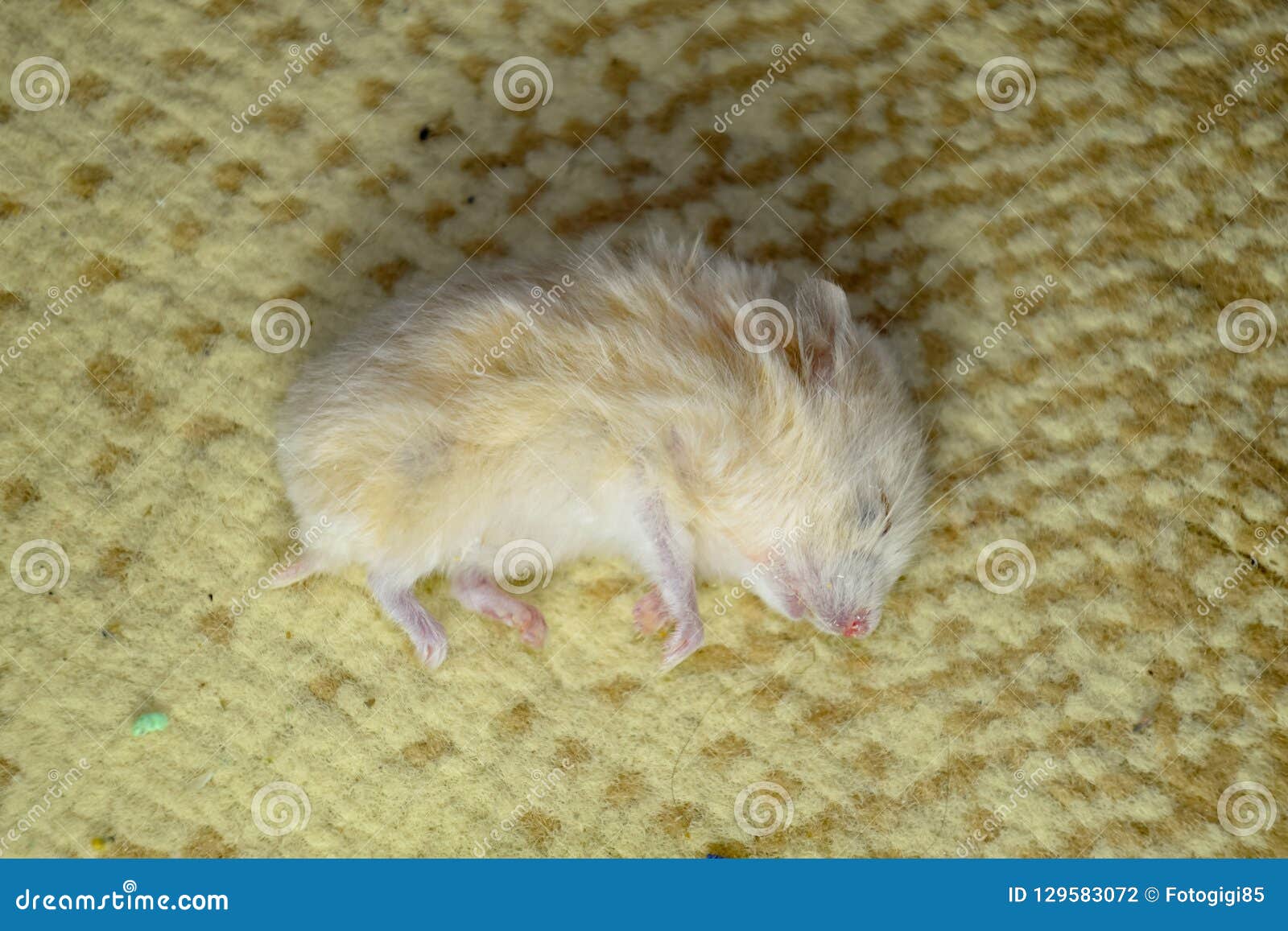 Dead Hamster Lying on the Carpet. the Dead Home Rodent Hamster Stock ...