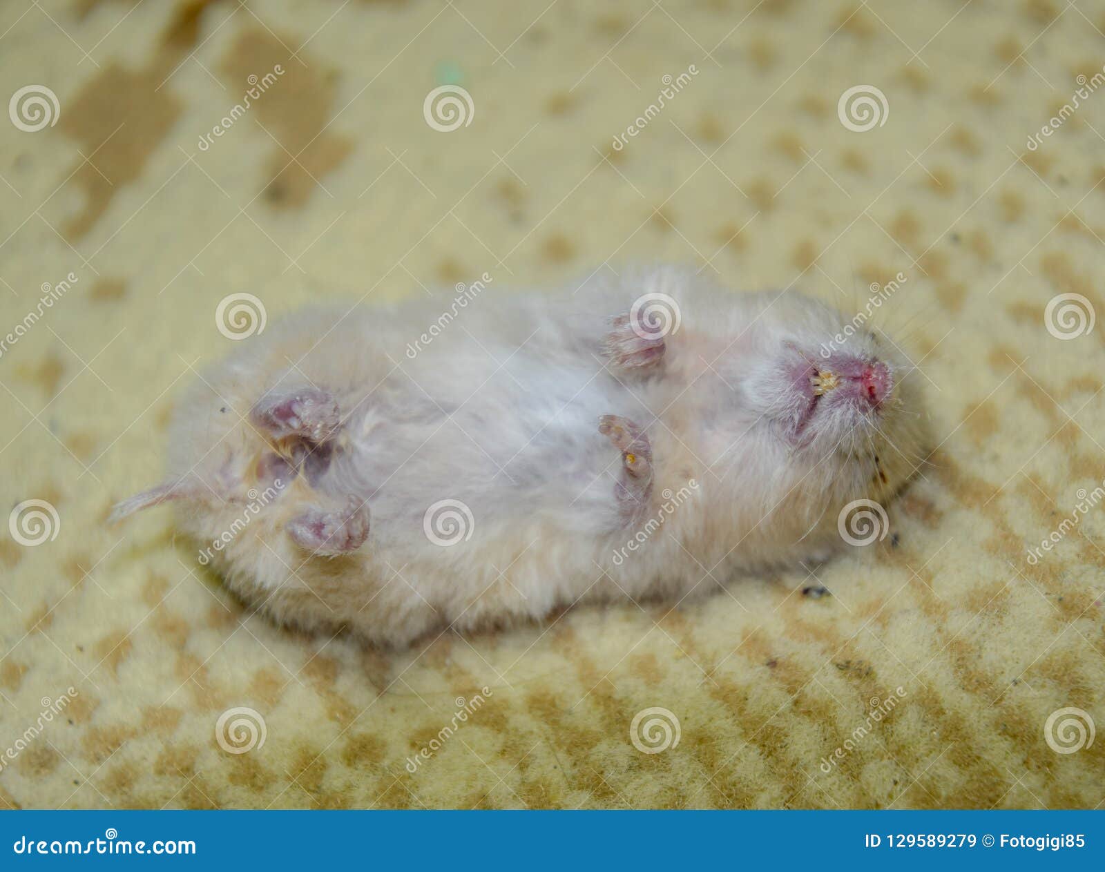 Dead Hamster Lying on the Carpet. the Dead Home Rodent Hamster Stock ...