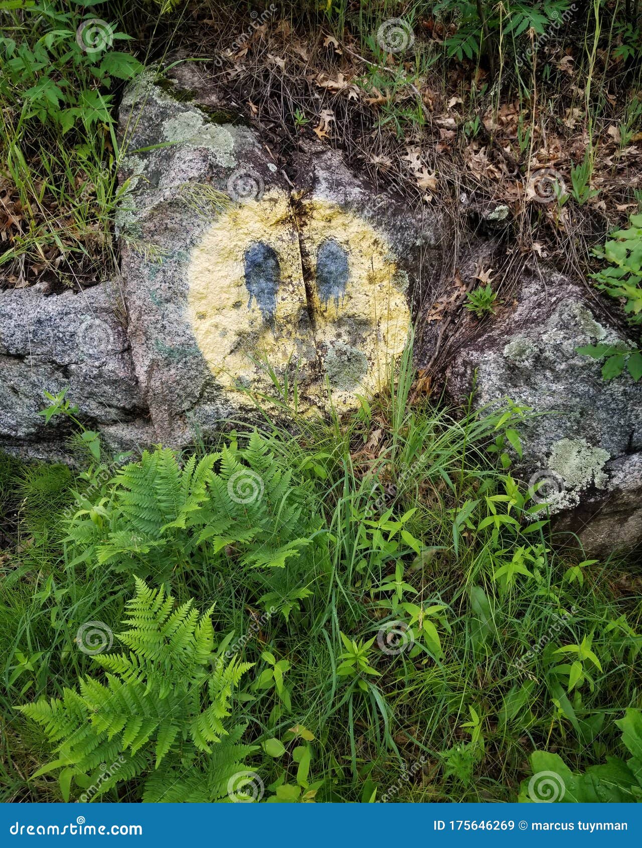 Dead happy face stock image. Image of happy, face, forest - 175646269