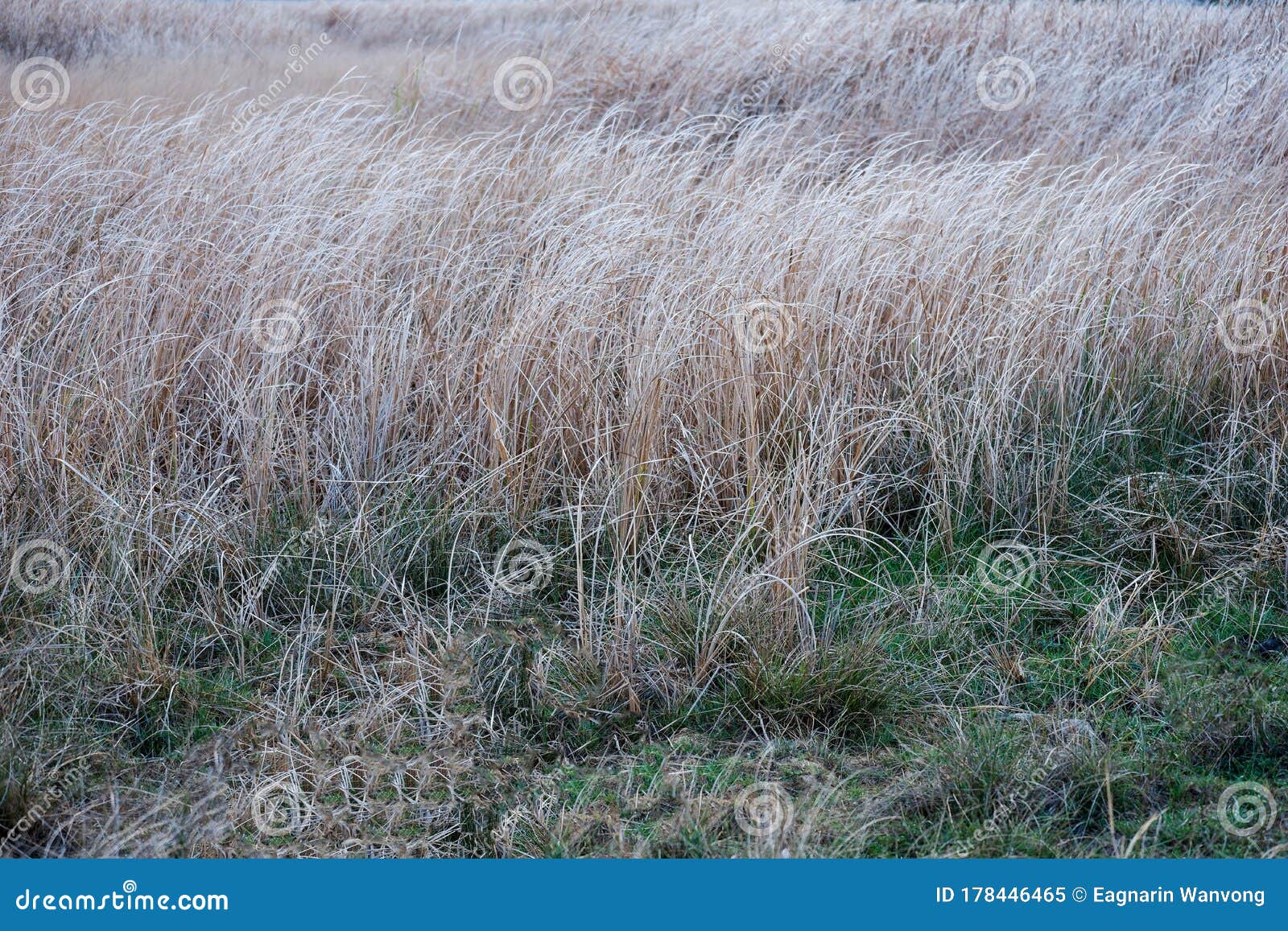 Dead hay View of drought stock image. Image of color - 178446465