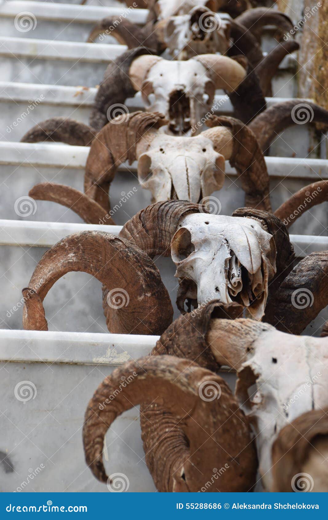 Dead head stock photo. Image of goat, bone, skull, cranial - 55288686