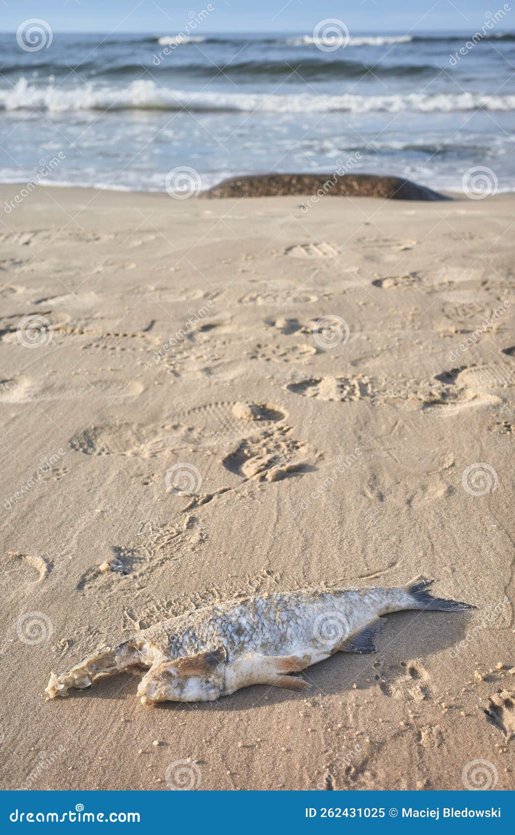 Dead Headless Fish on a Beach, Selective Focus Stock Image - Image of ...