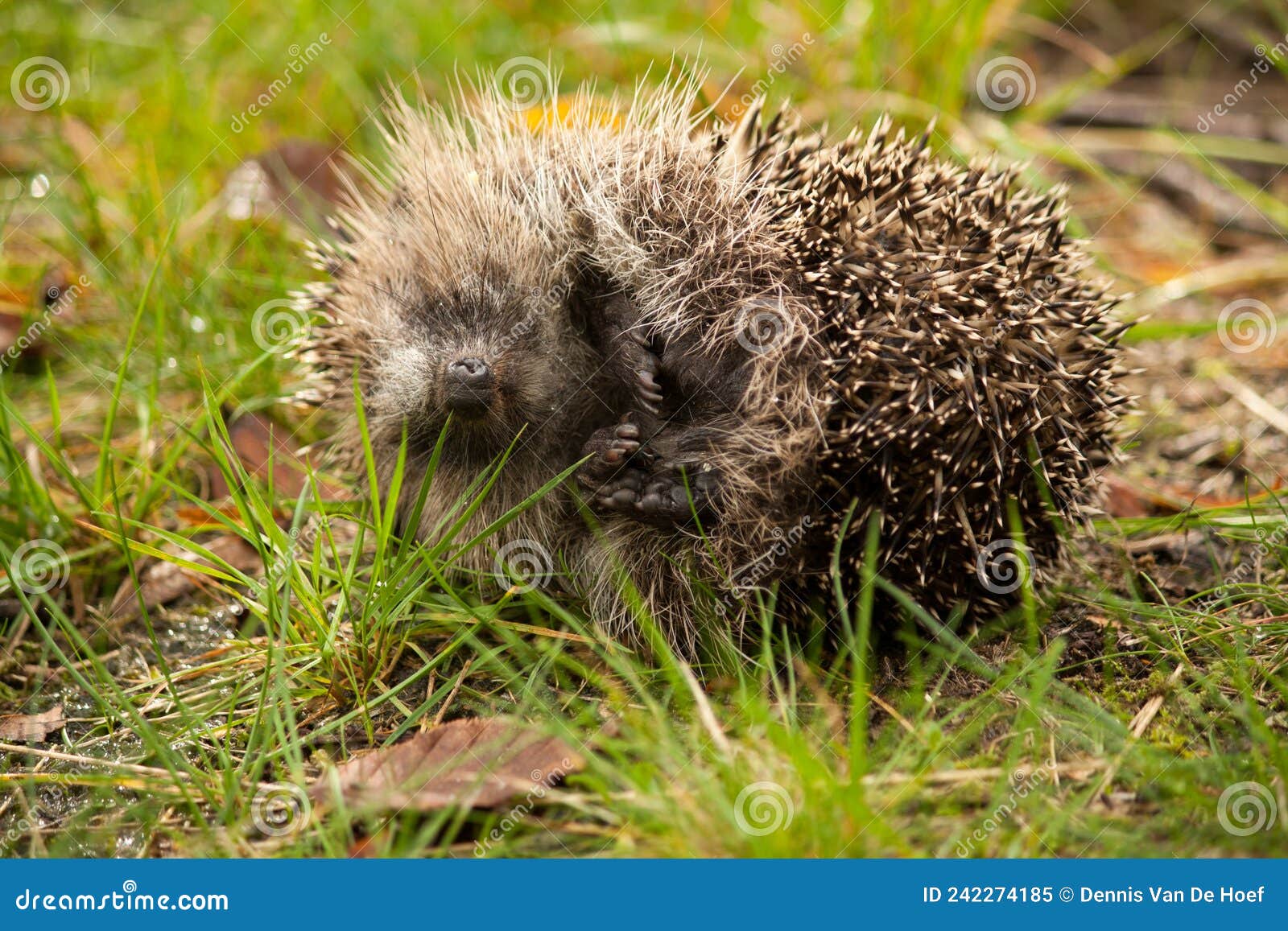Hedgehog Laying On Weight Scales Stock Photography | CartoonDealer.com ...