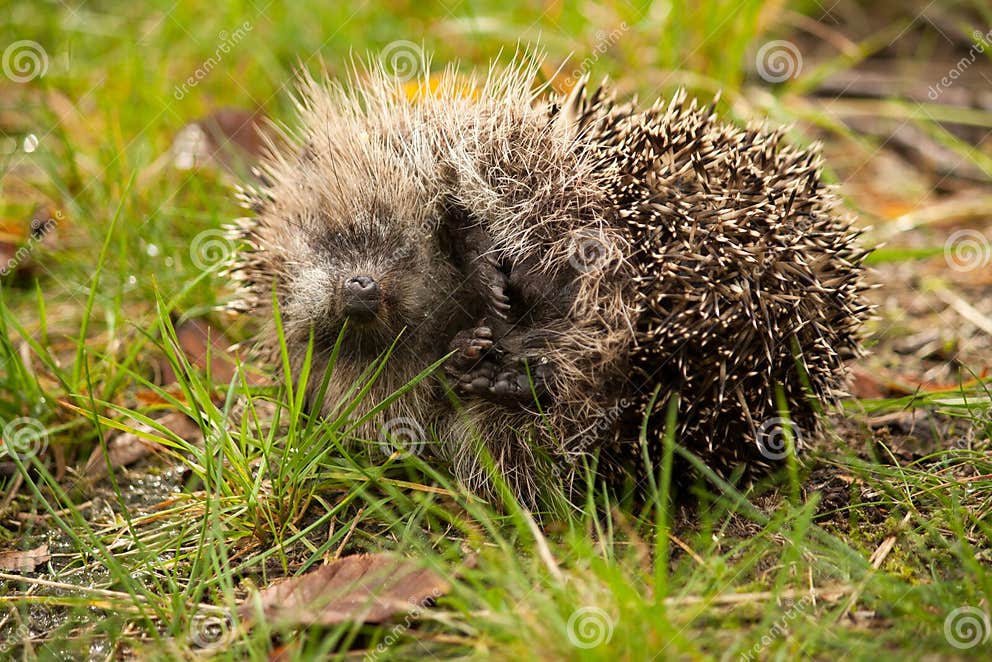 A Dead Hedgehog Laying in the Grass Stock Image - Image of grass, adult ...