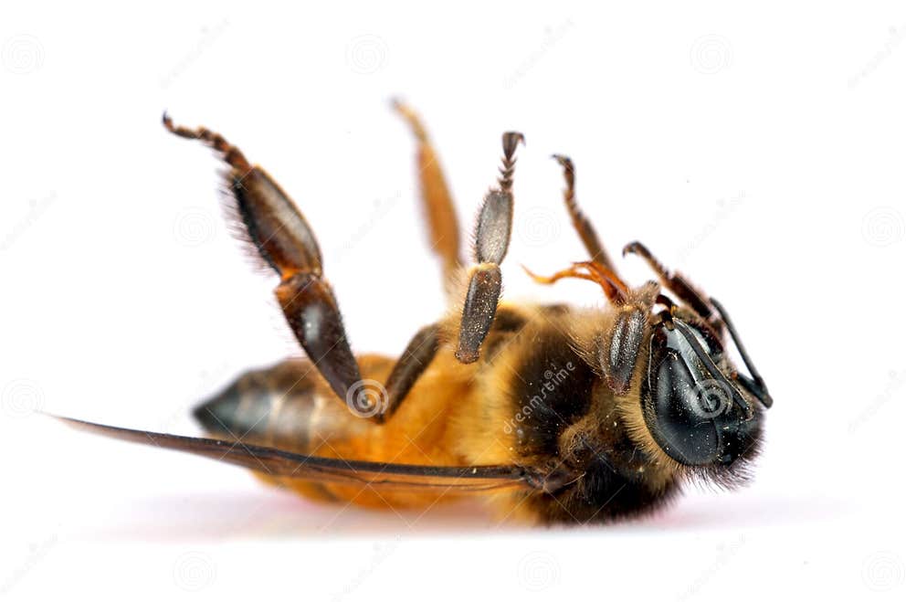Dead honey bee stock image. Image of honeybee, nature - 11721403