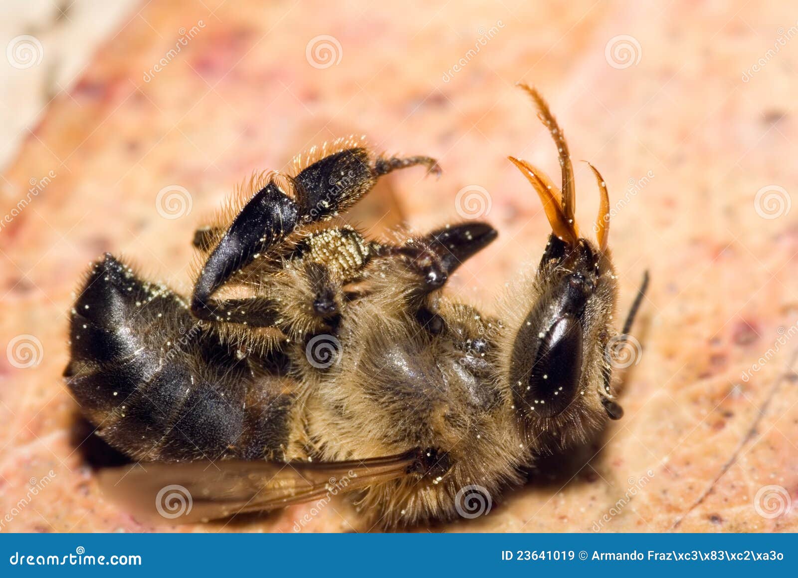 Dead Honey Bee stock image. Image of honey, mellifera - 23641019