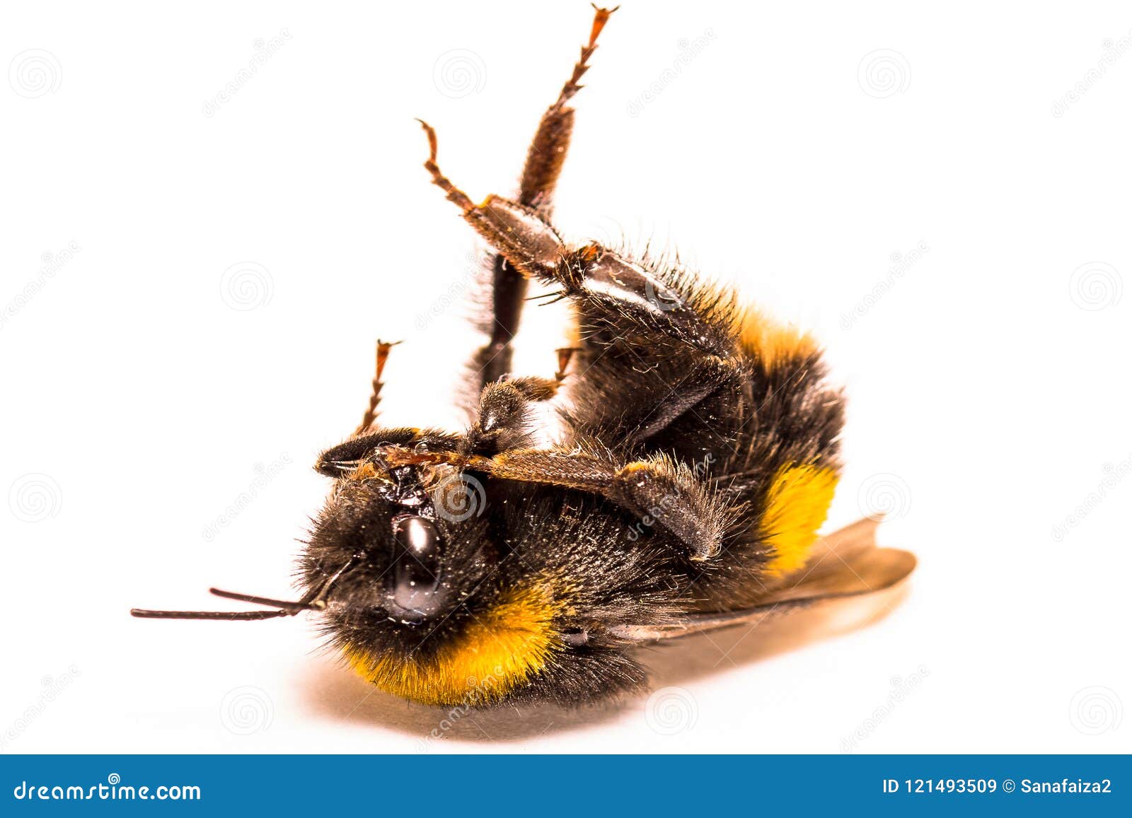 Dead Honey Bee on White Background. Closeup, Details. Stock Image ...