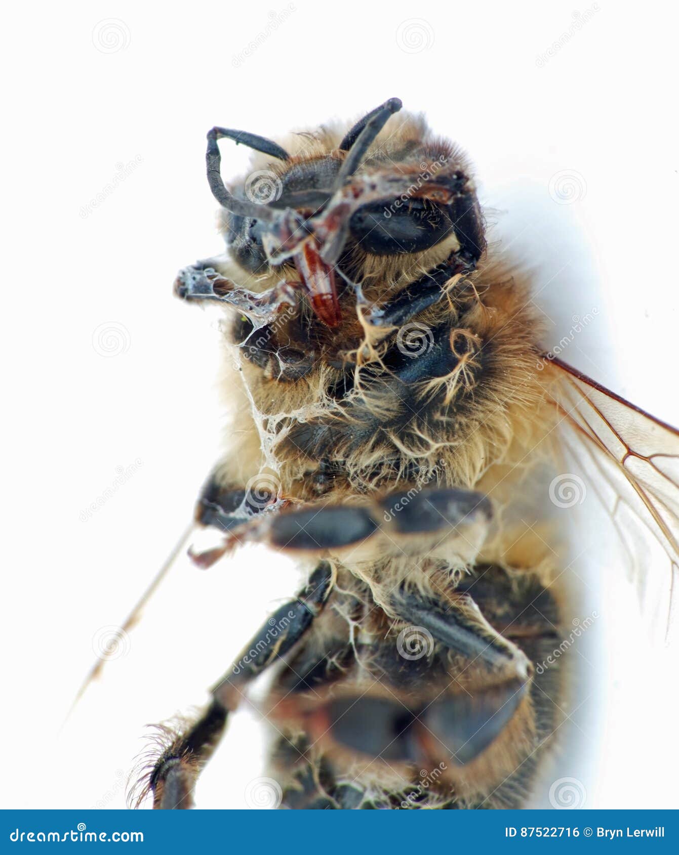 Dead Honey Bee On A White Background Stock Photography | CartoonDealer ...