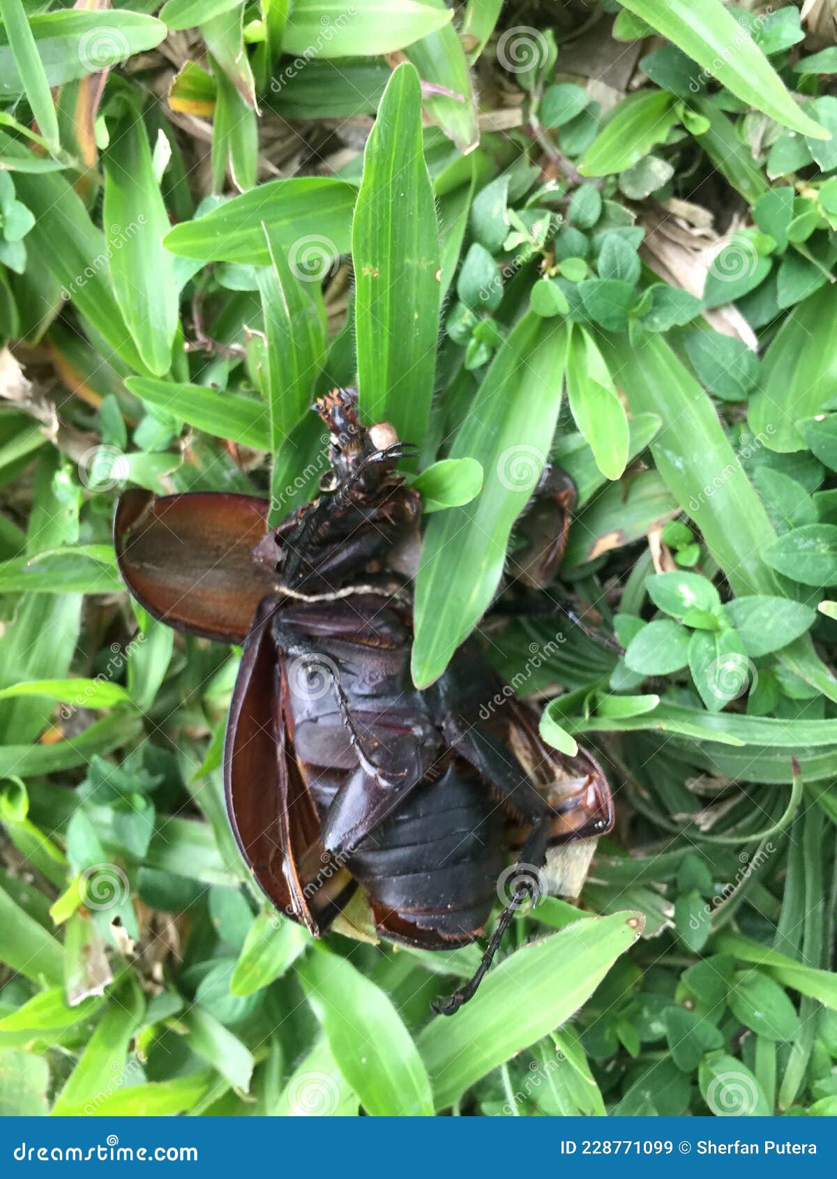 Dead horn bettle stock image. Image of insect, animal - 228771099