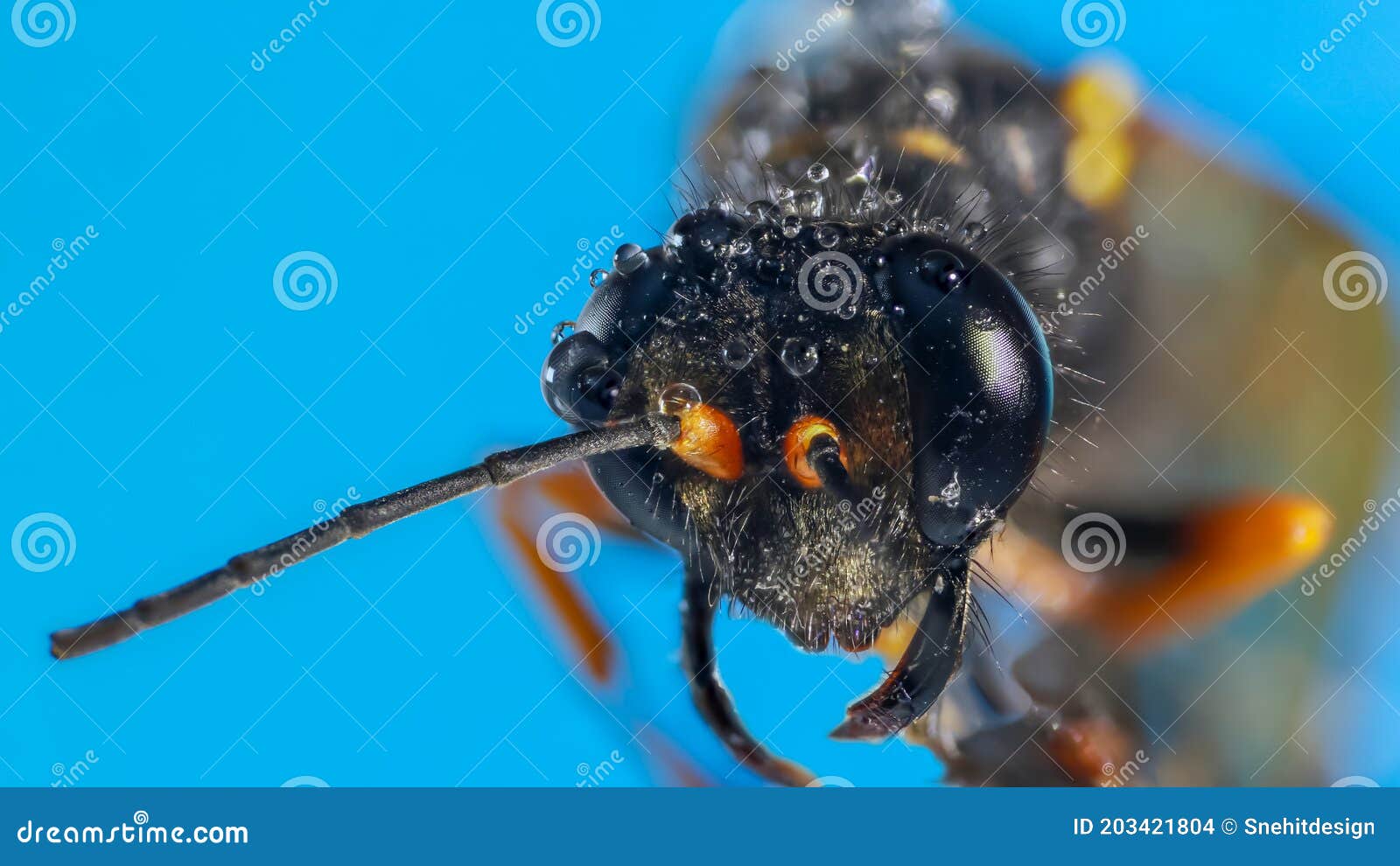 Dead Hornet on Blue Background Stock Photo - Image of closeup ...