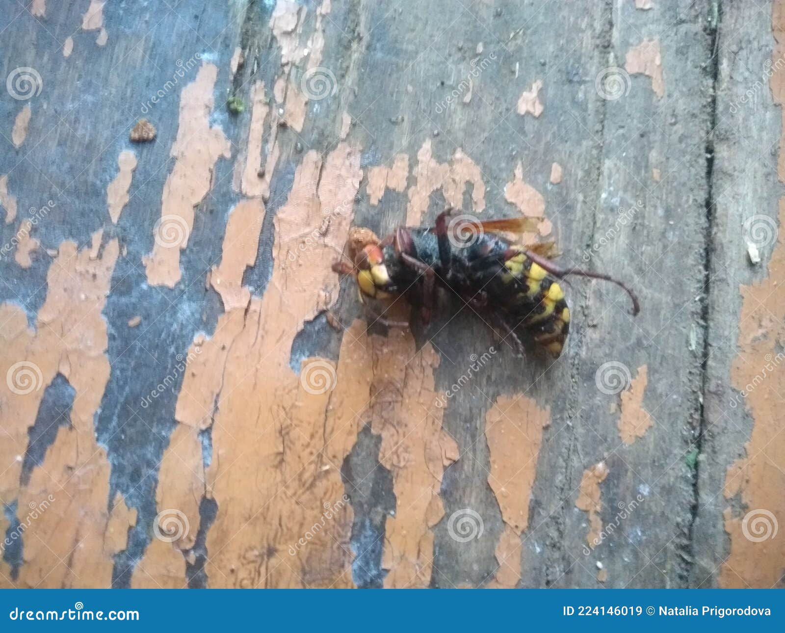 Dead Hornet Huge. Hornet-terrorist Stock Image - Image of huge, dead ...