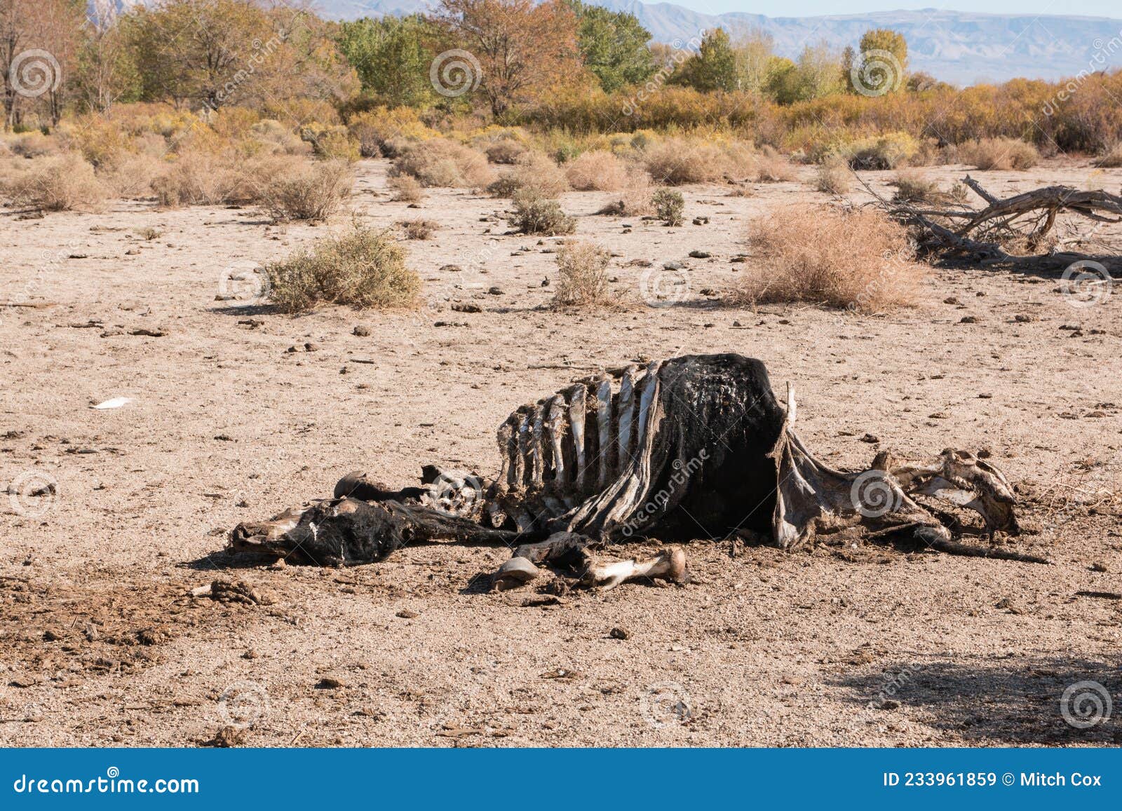 Decaying in the Desert 2 stock image. Image of adventure - 233961859