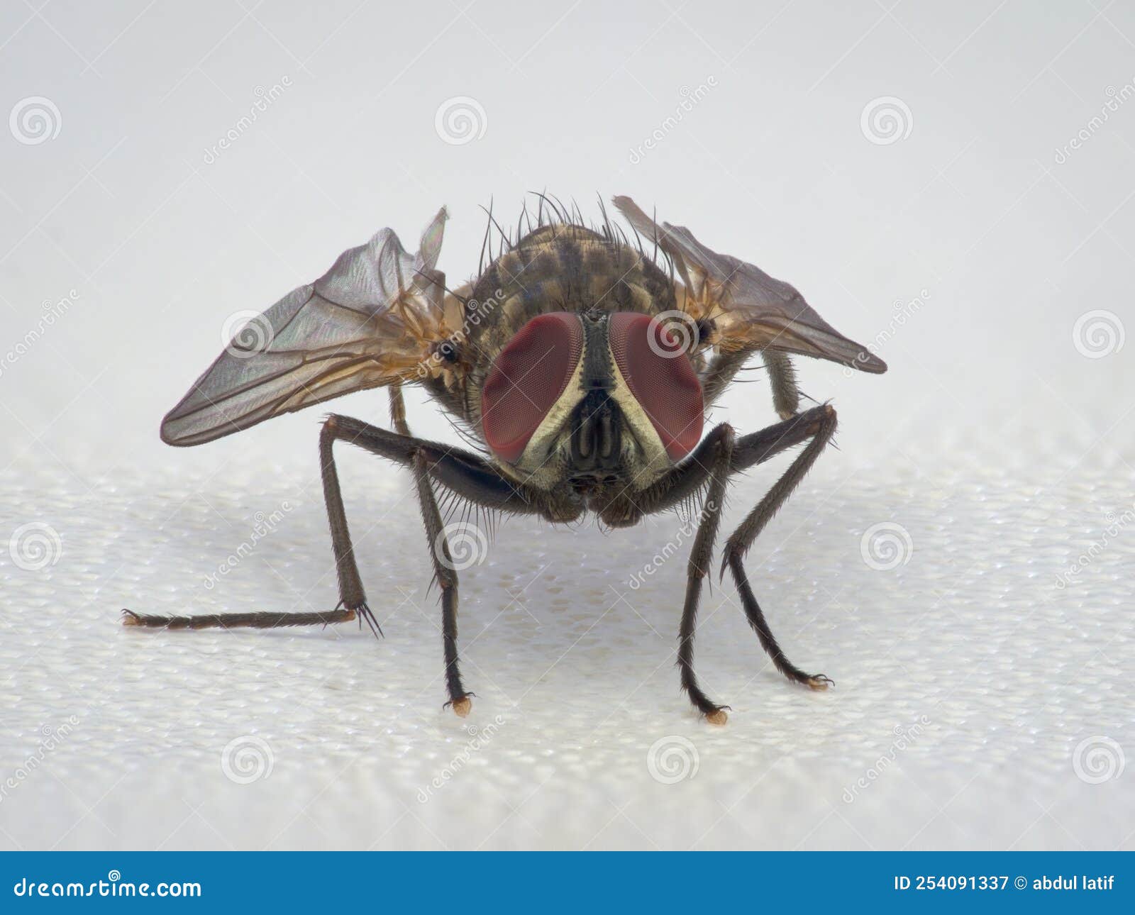 Dead House Fly from the Front View Stock Image - Image of close, focus ...