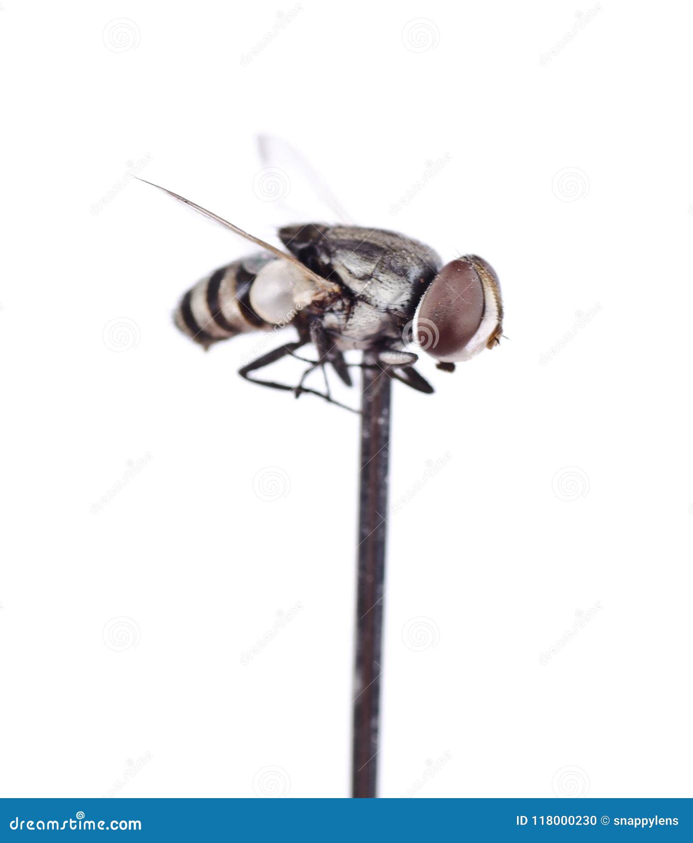 A Dead House Fly Macro on a Pinhead Stock Photo - Image of disease ...