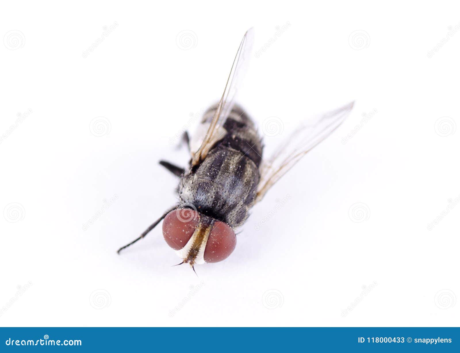 A dead house fly macro stock image. Image of macro, dead - 118000433