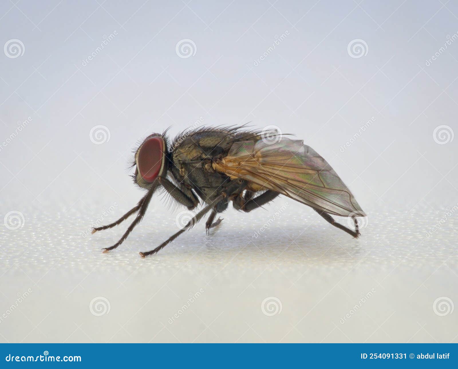 Dead House Fly from the Side View Stock Image - Image of closeup, close ...