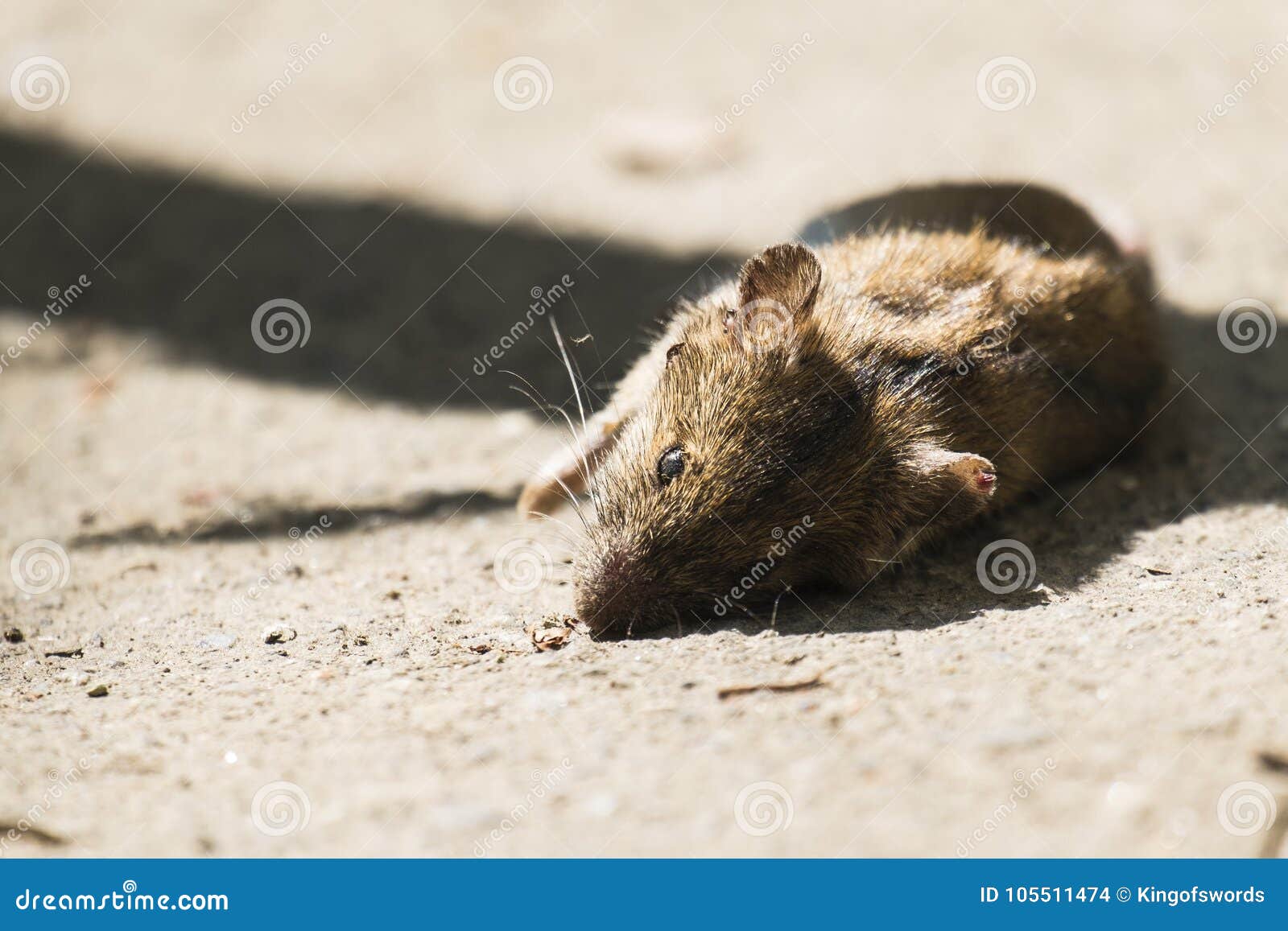 Dead House Mouse Lying on the Ground Stock Photo - Image of mouse ...