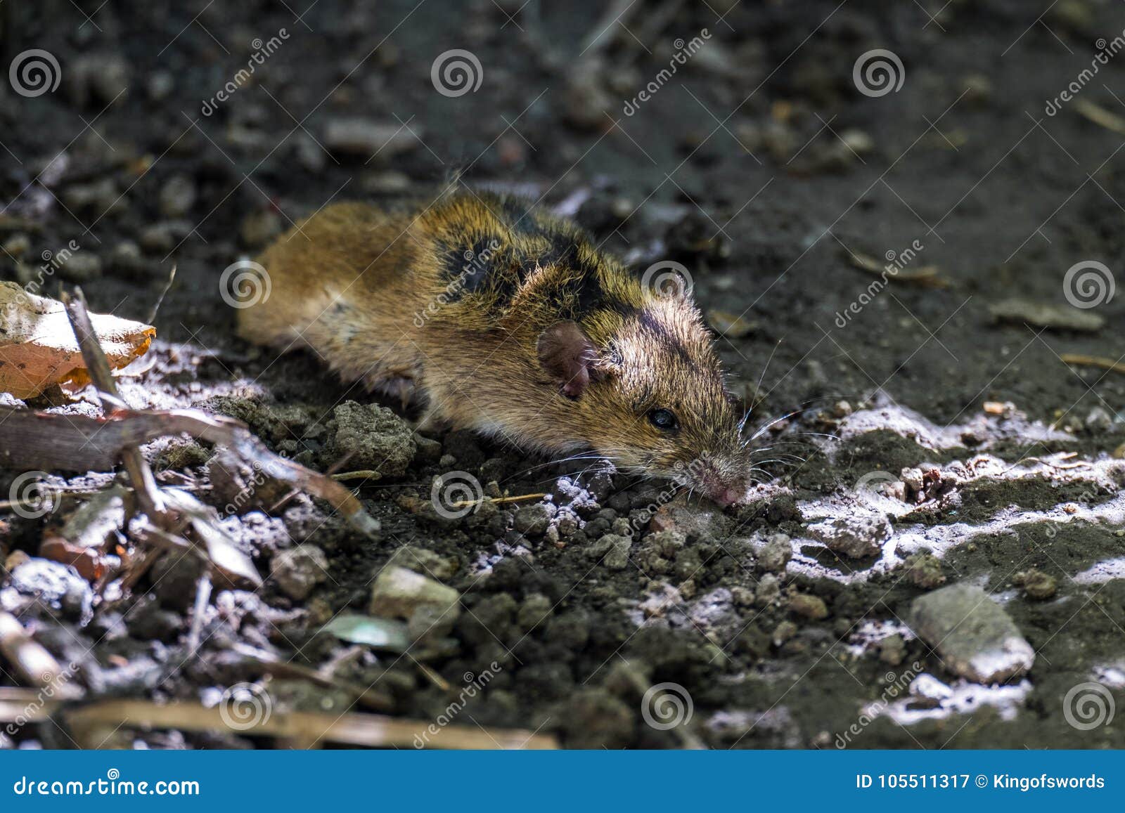Dead House Mouse Lying on the Ground Stock Image - Image of mouse ...