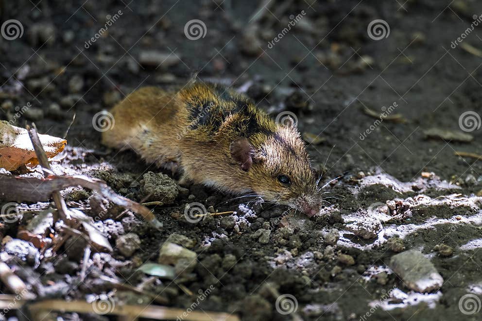 Dead House Mouse Lying on the Ground Stock Image - Image of mouse ...