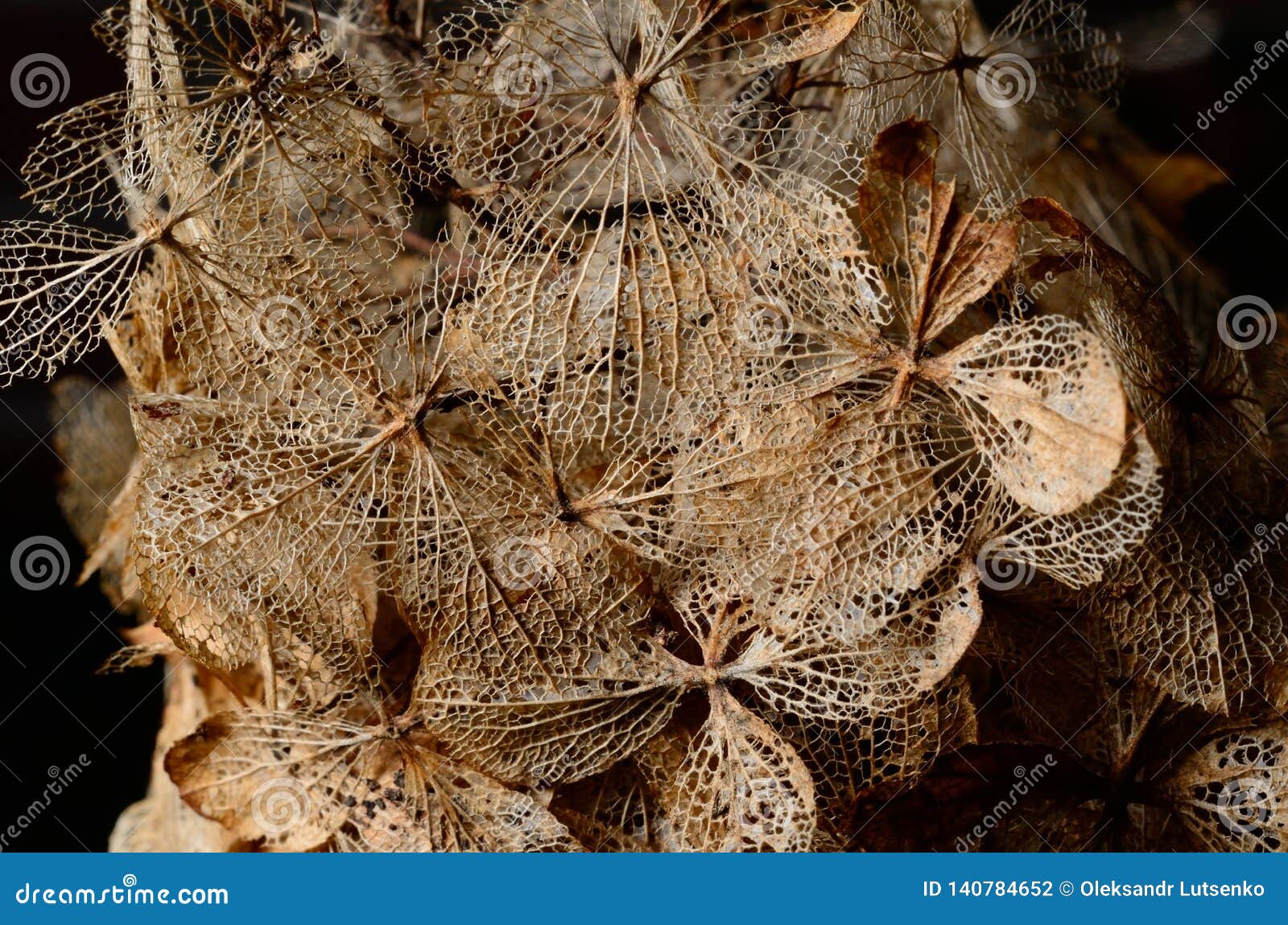 Dead hydrangea flowers stock photo. Image of deadhead - 140784652